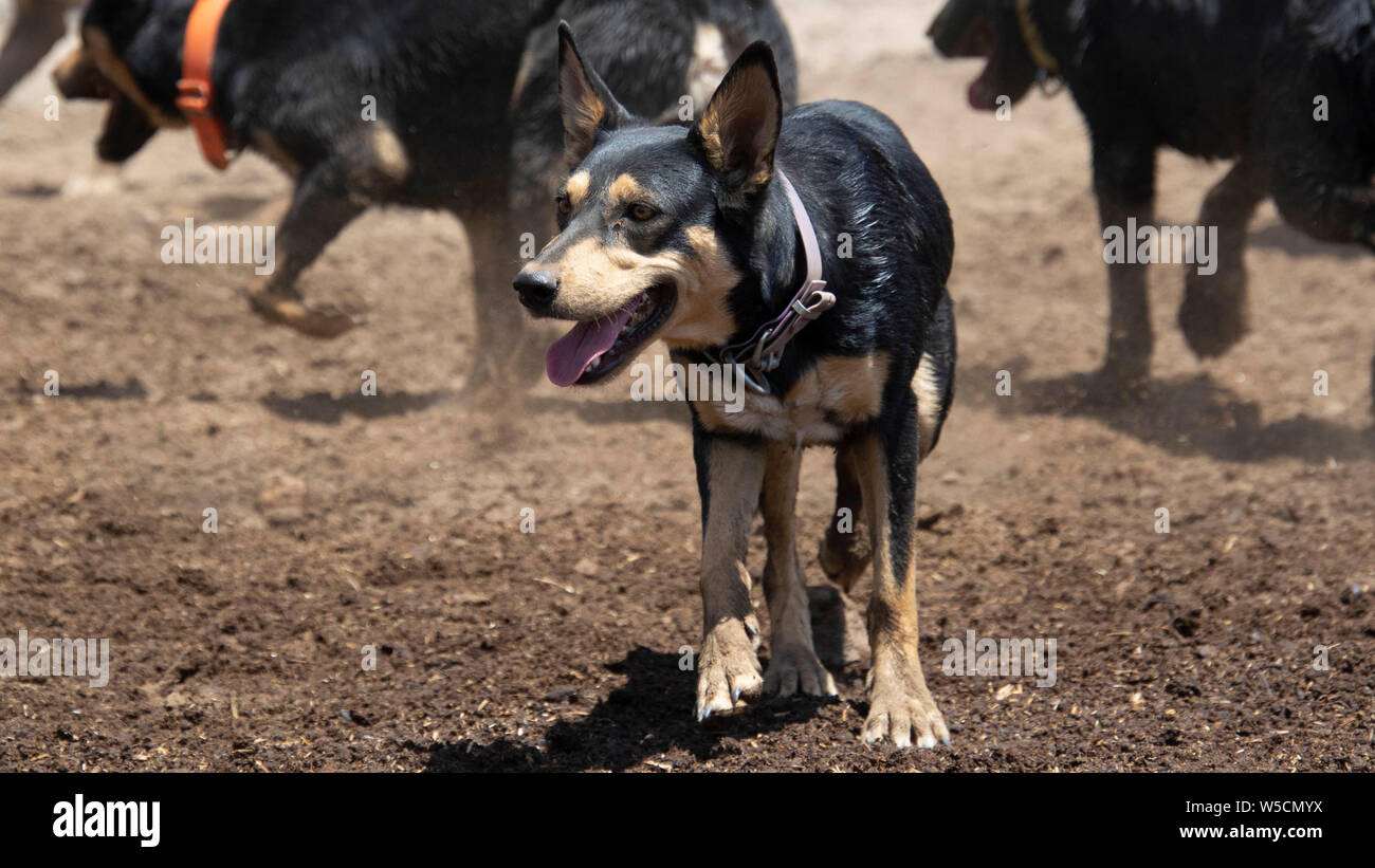 Australian cattle station working dogs hi-res stock photography and ...