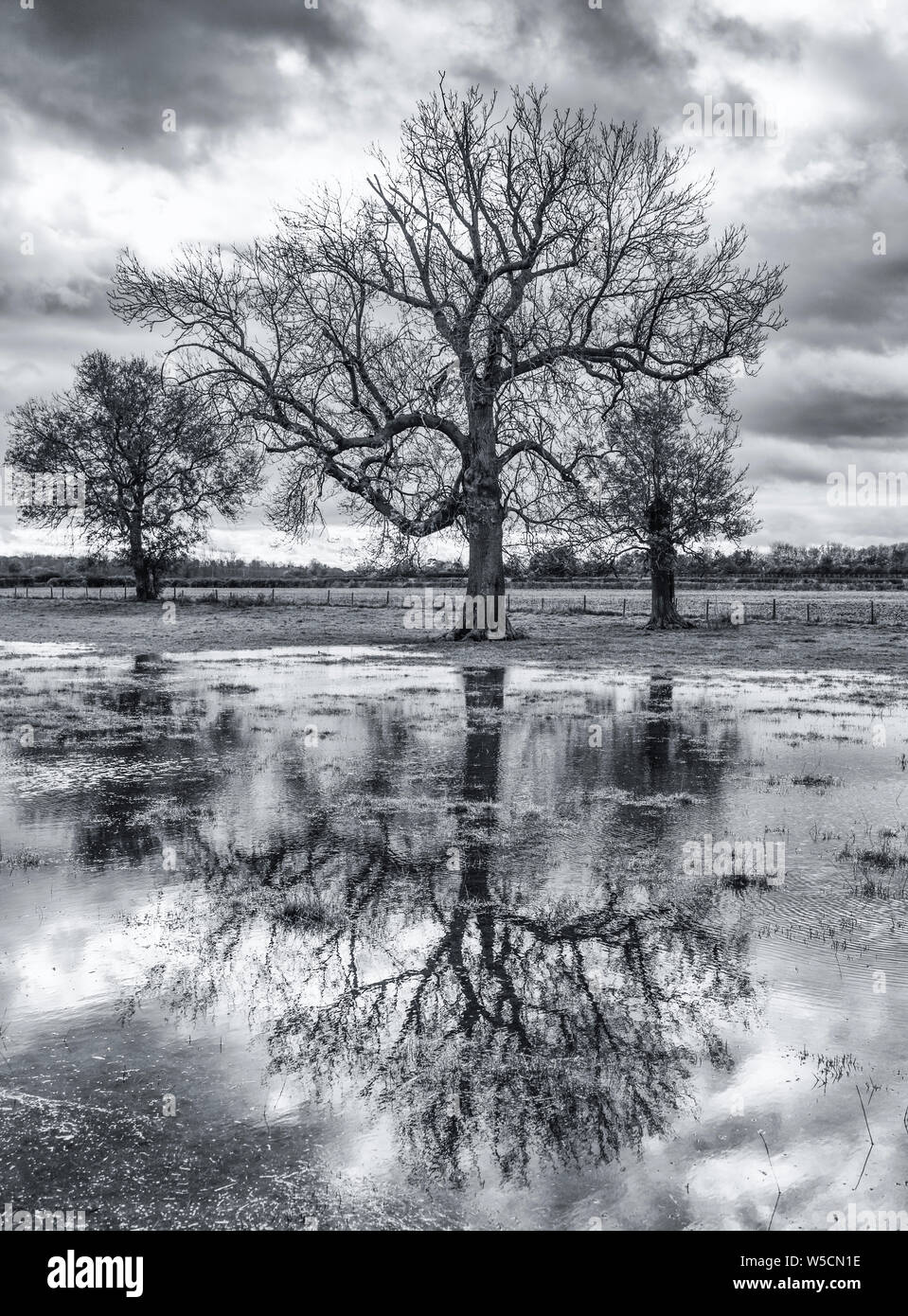 Tree water monochrome hi-res stock photography and images - Alamy