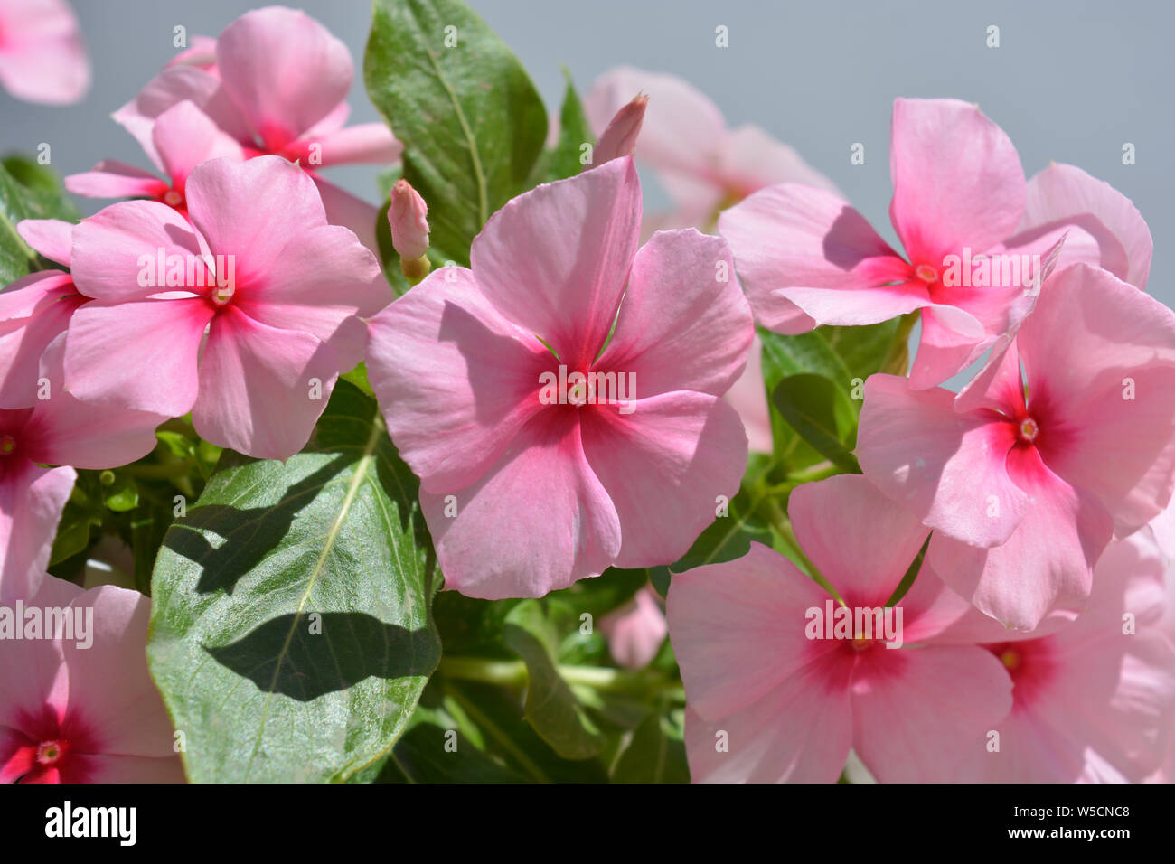 Trailing Vinca, Catharanthus roseus, fresh pink flowers. Sometimes ...