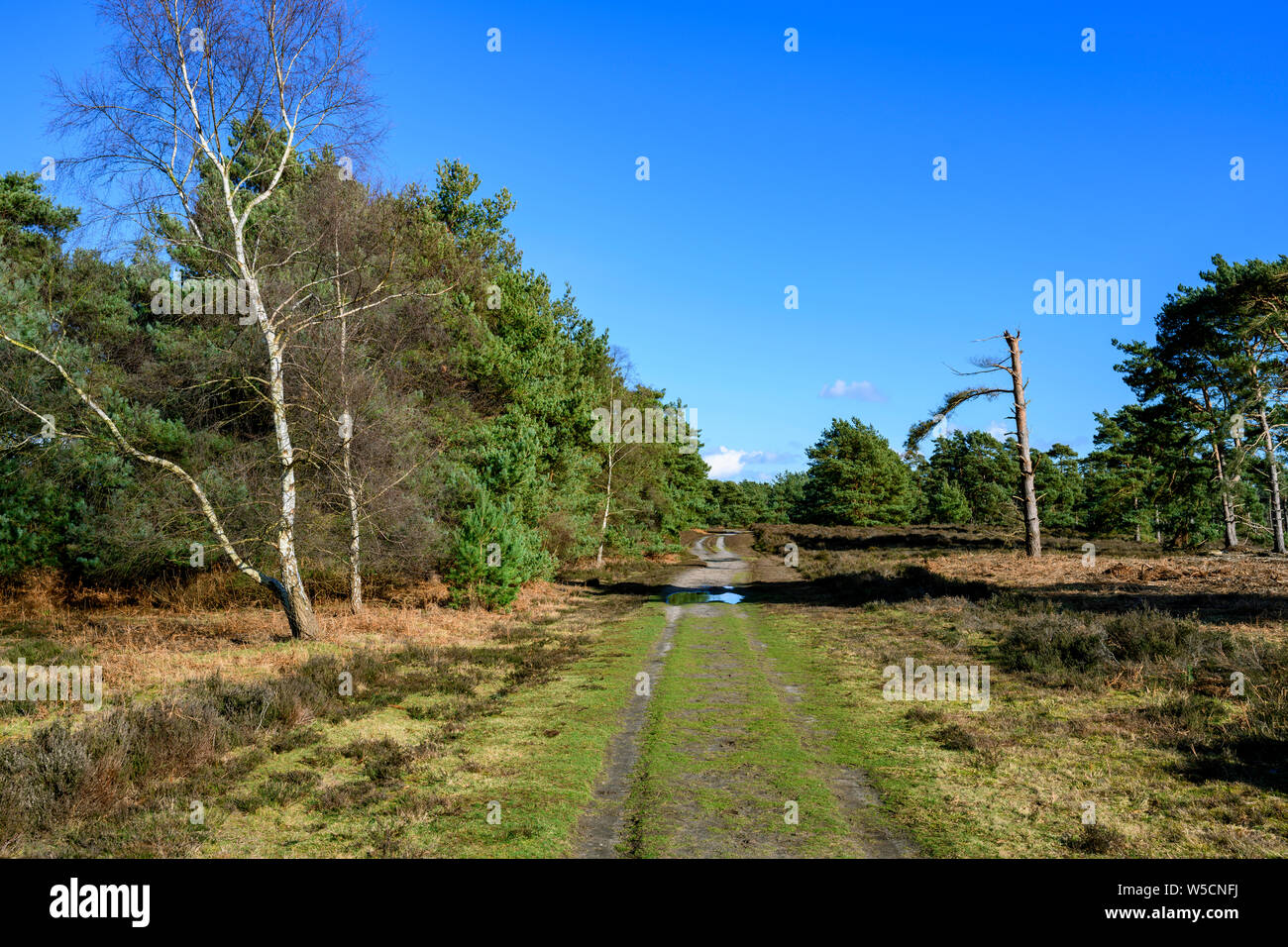 Hollesley common suffolk uk hi-res stock photography and images - Alamy