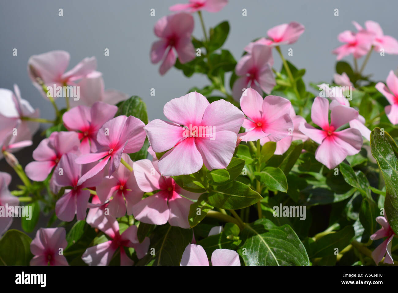 The catharanthus roseus garden hi-res stock photography and images - Alamy