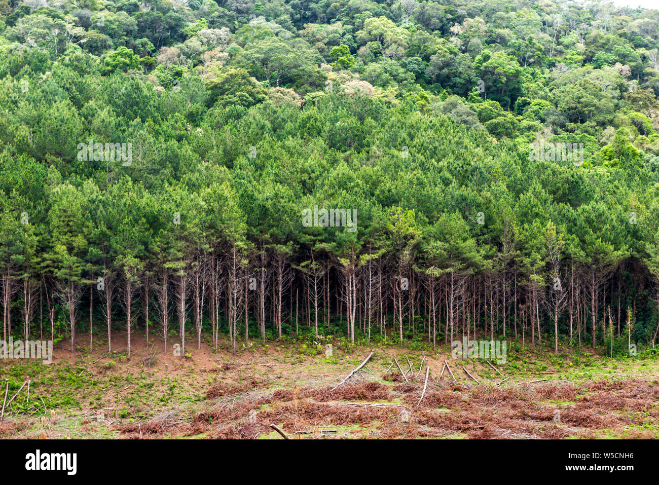 Planting of pines for cutting Stock Photo - Alamy