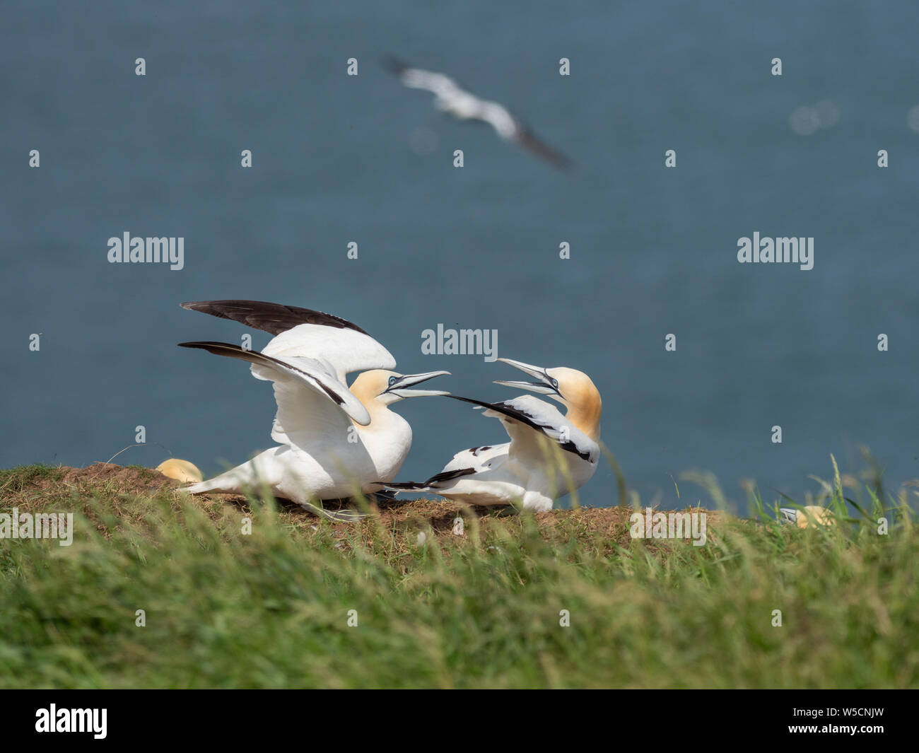 Fighting gannets hi-res stock photography and images - Alamy
