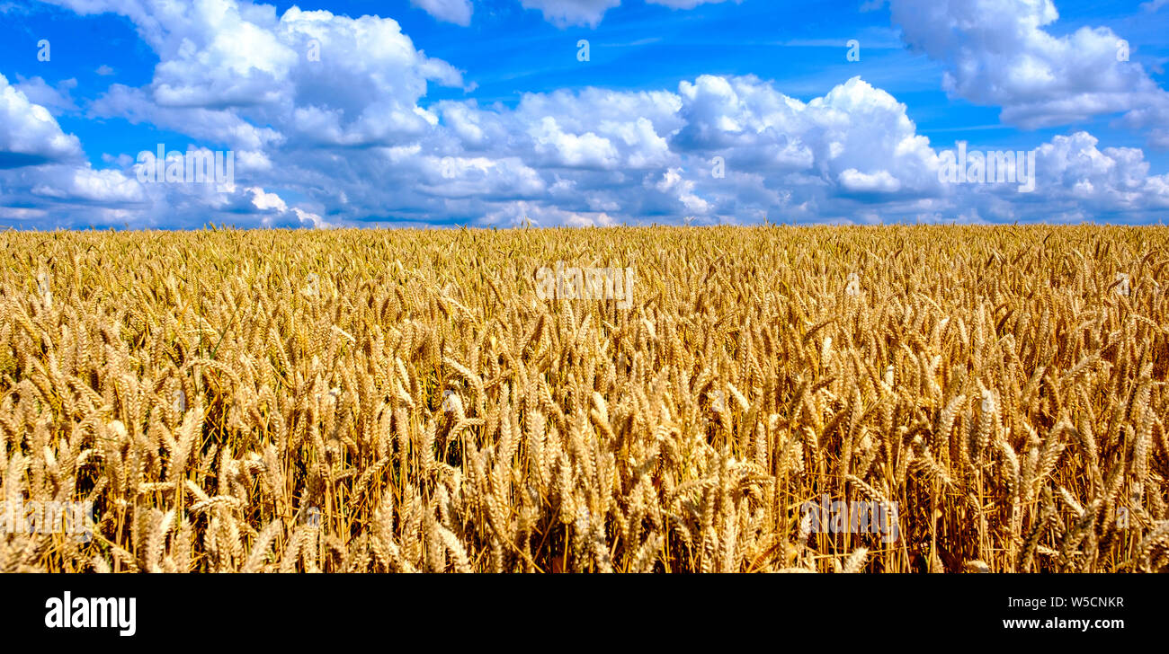 A field of wheat growing on a farm in Normandy, FRance Stock Photo - Alamy