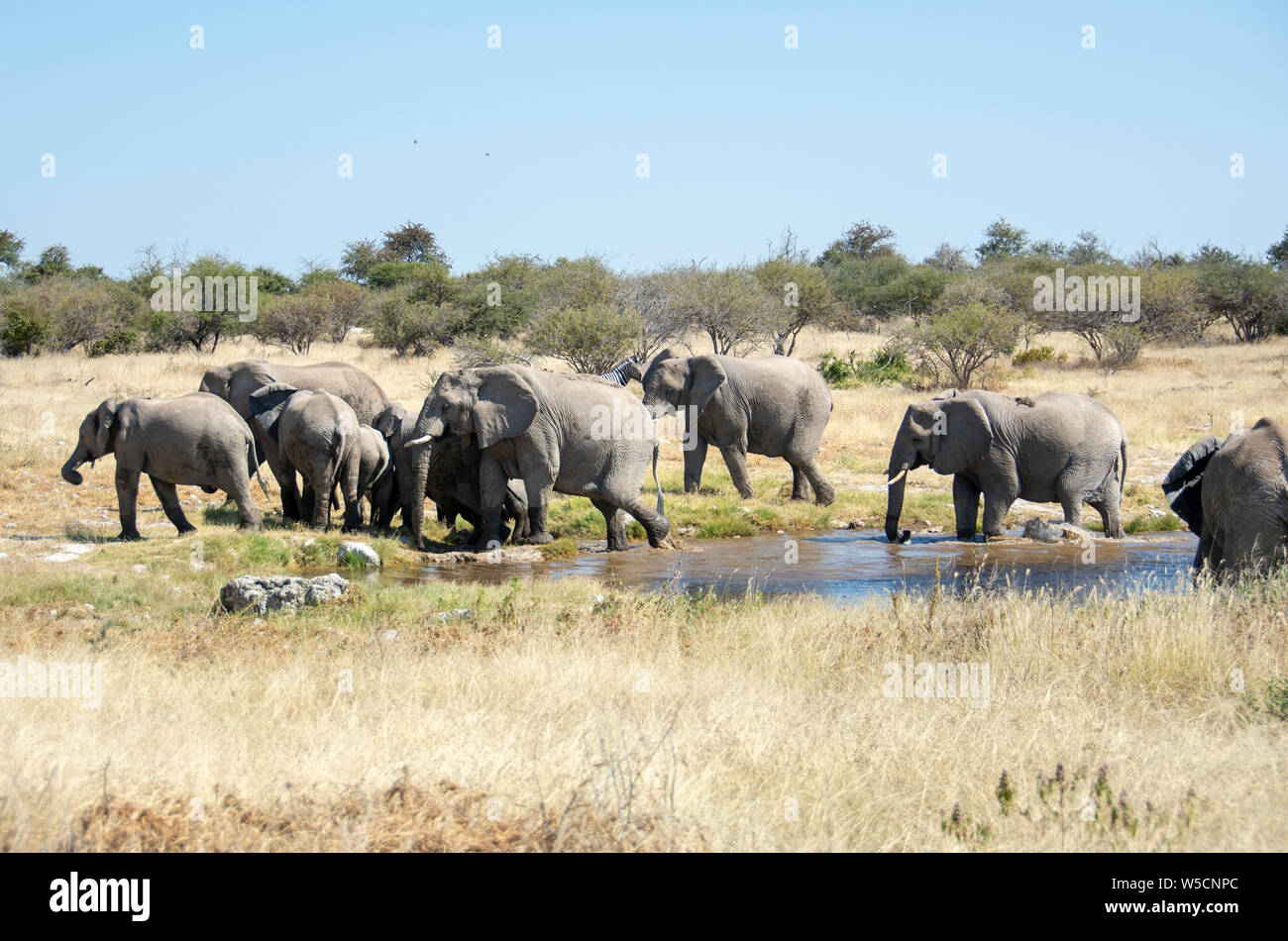travel northern namibia Stock Photo - Alamy