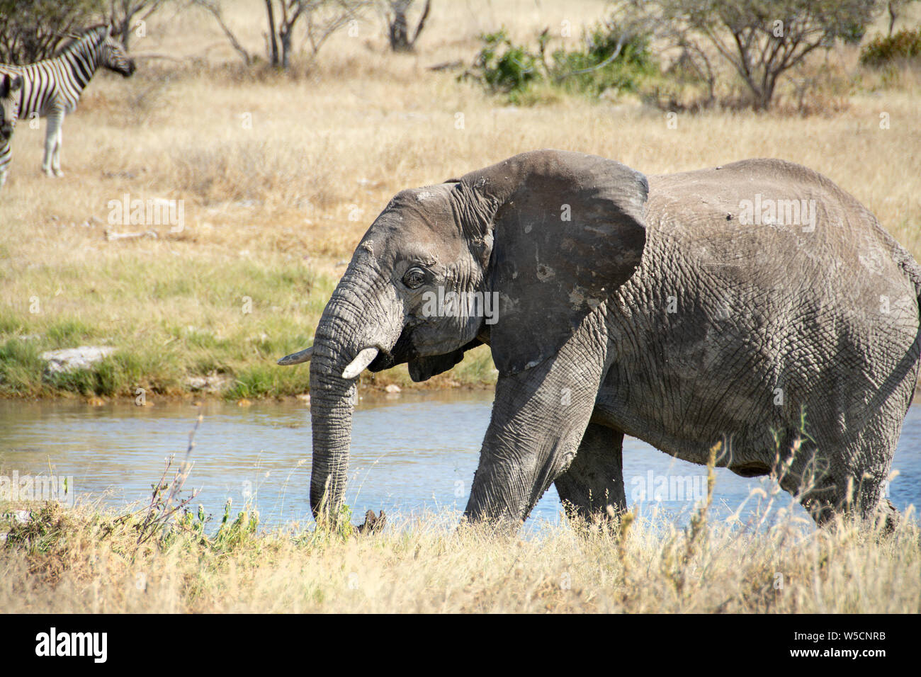 travel northern namibia Stock Photo - Alamy