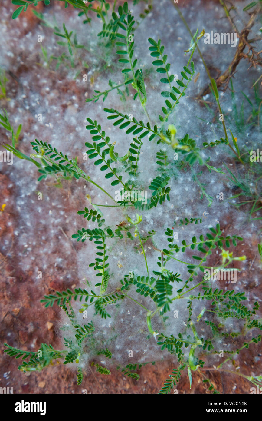 Semillas y semillas hi-res stock photography and images - Alamy