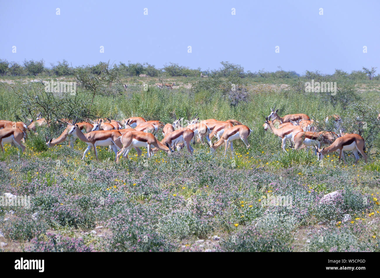 Kraal for goats hi-res stock photography and images - Alamy