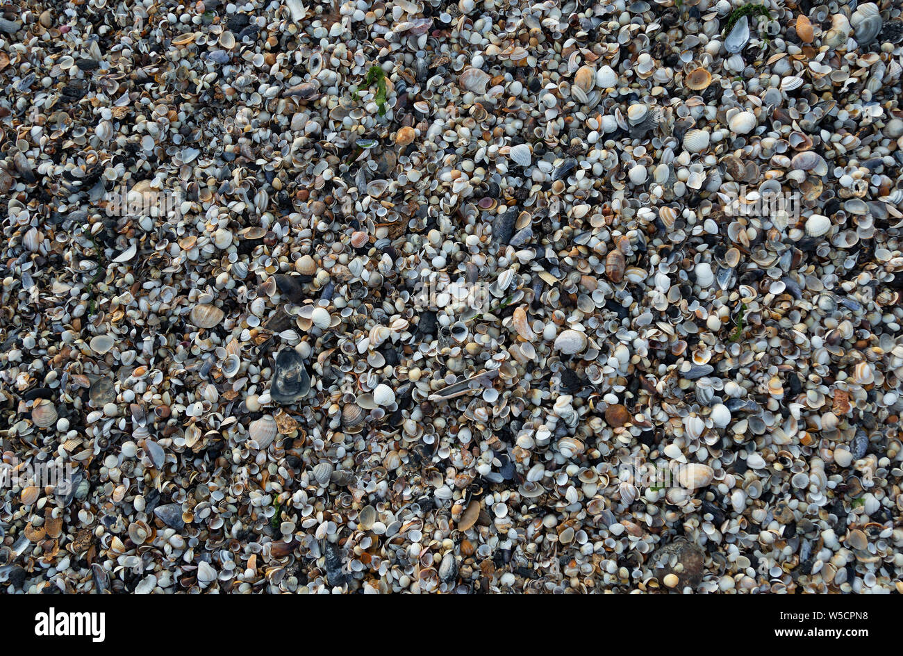Seashell ocean sea shells hi-res stock photography and images - Alamy