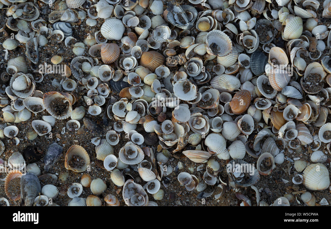 Broken clam shells hi-res stock photography and images - Alamy