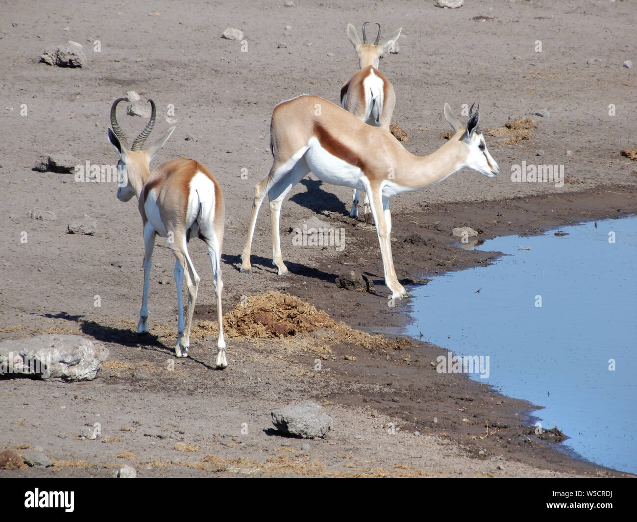 travel northern namibia Stock Photo - Alamy