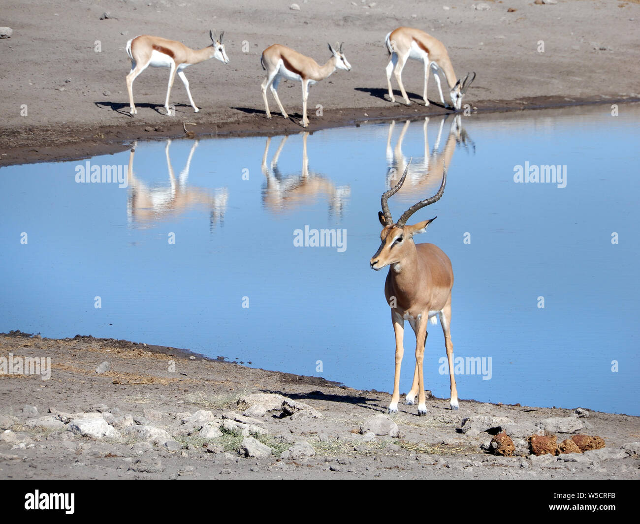 travel northern namibia Stock Photo - Alamy