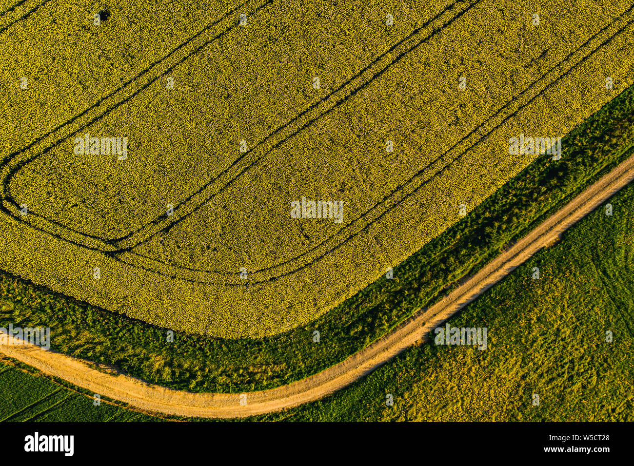 aerial view over very yellow rapeseed field during springtime, aerial ...