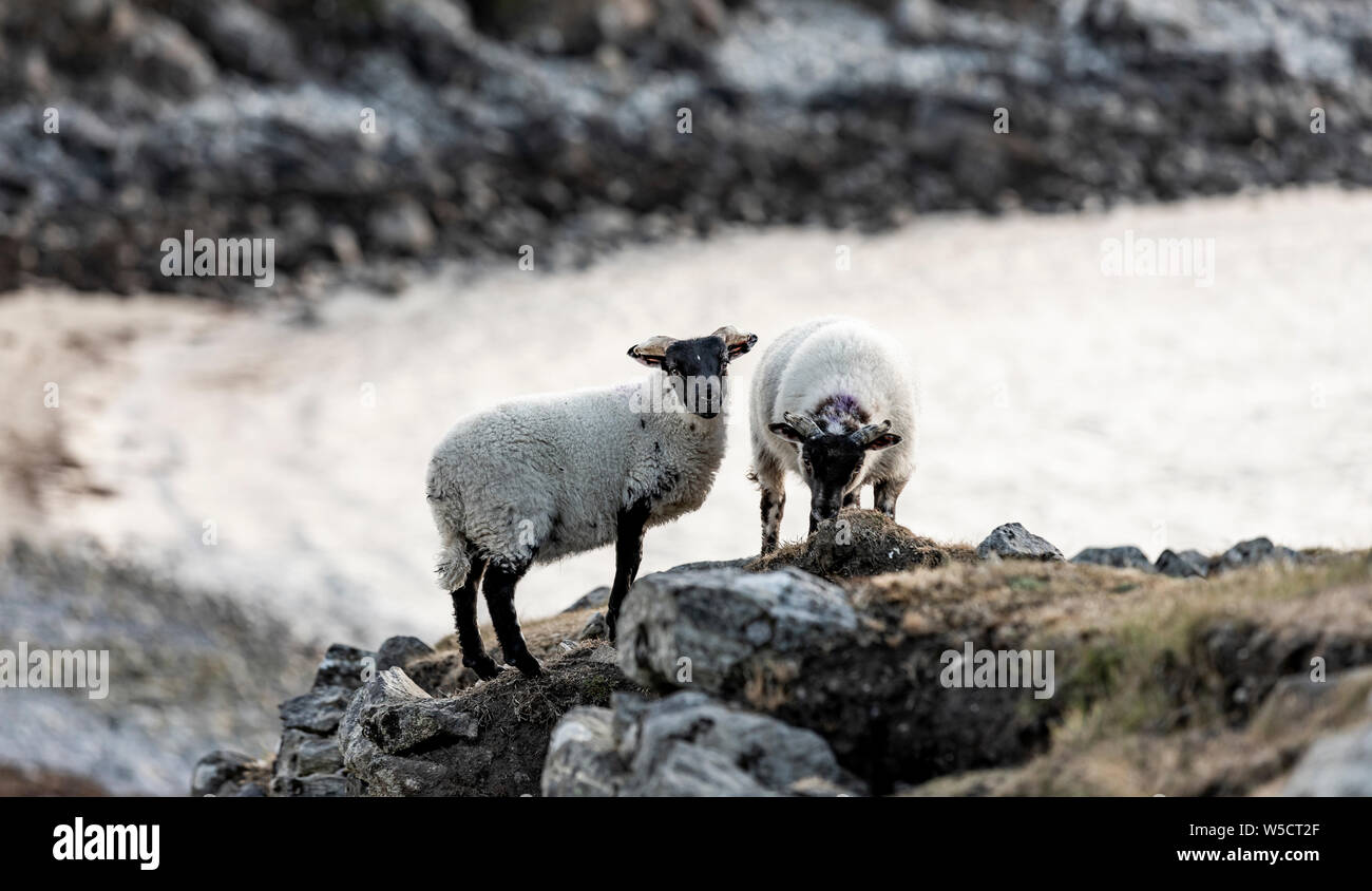 Scottish highlands sheep hi-res stock photography and images - Alamy