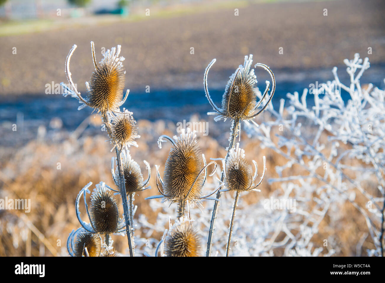 Frosty thistle plants Stock Photo - Alamy