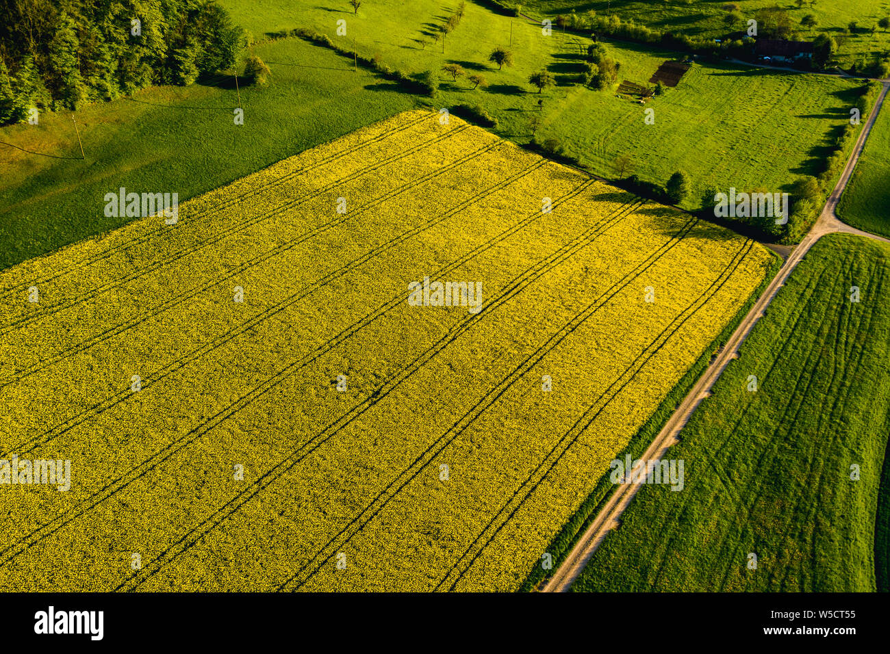 aerial view over very yellow rapeseed field during springtime, aerial ...