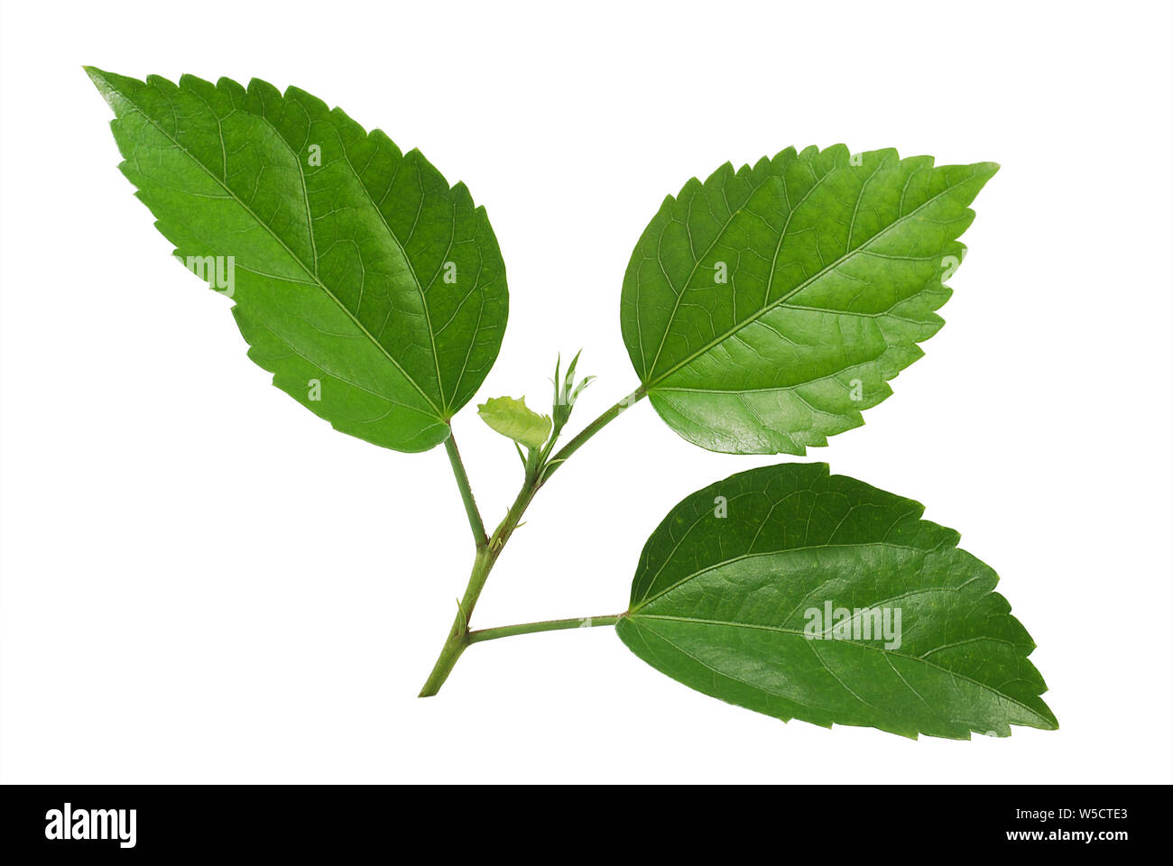 Red hibiscus with leaves Cut Out Stock Images & Pictures - Alamy