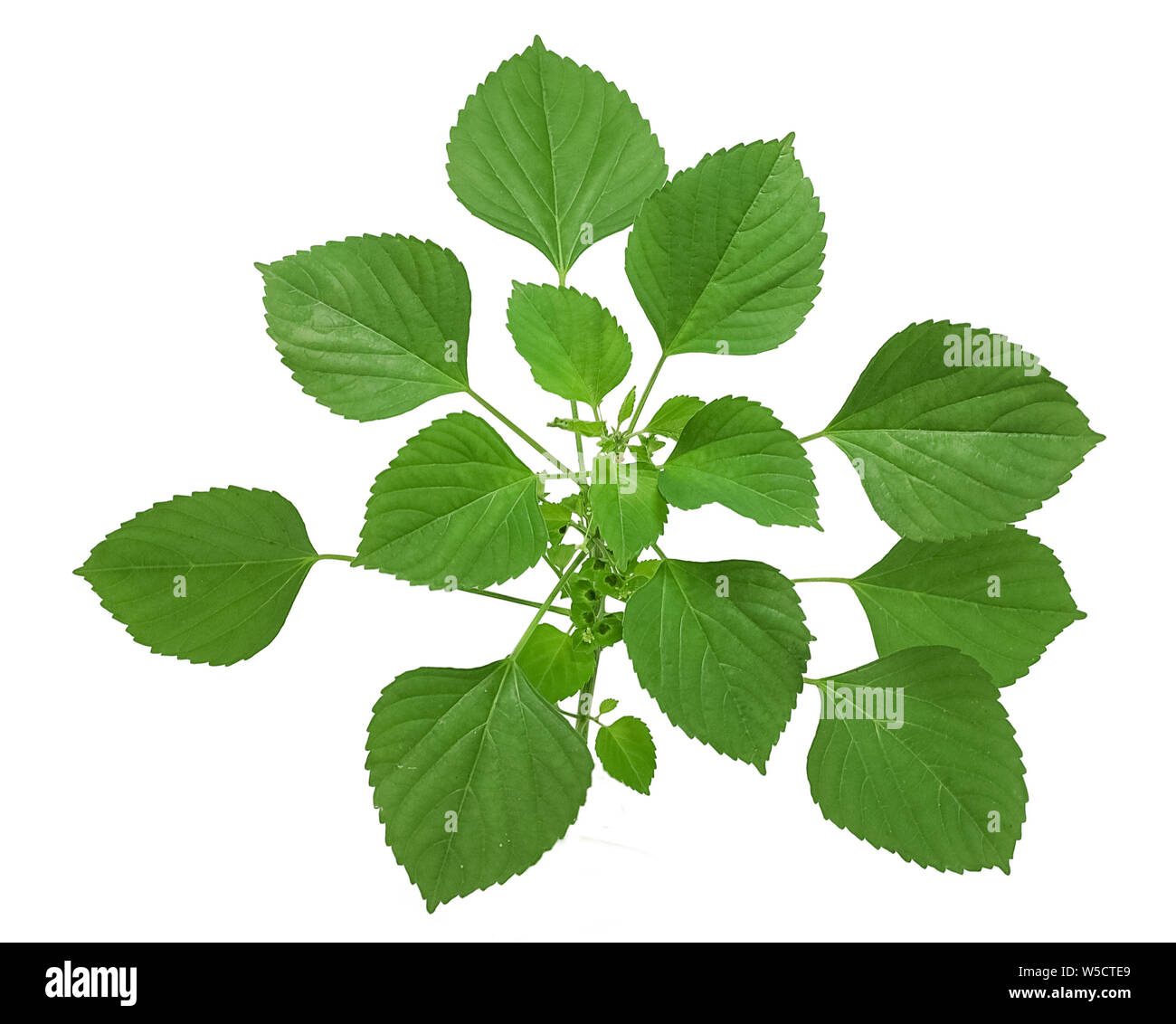 Catnip(Nepeta cataria) isolated on white background Stock Photo - Alamy