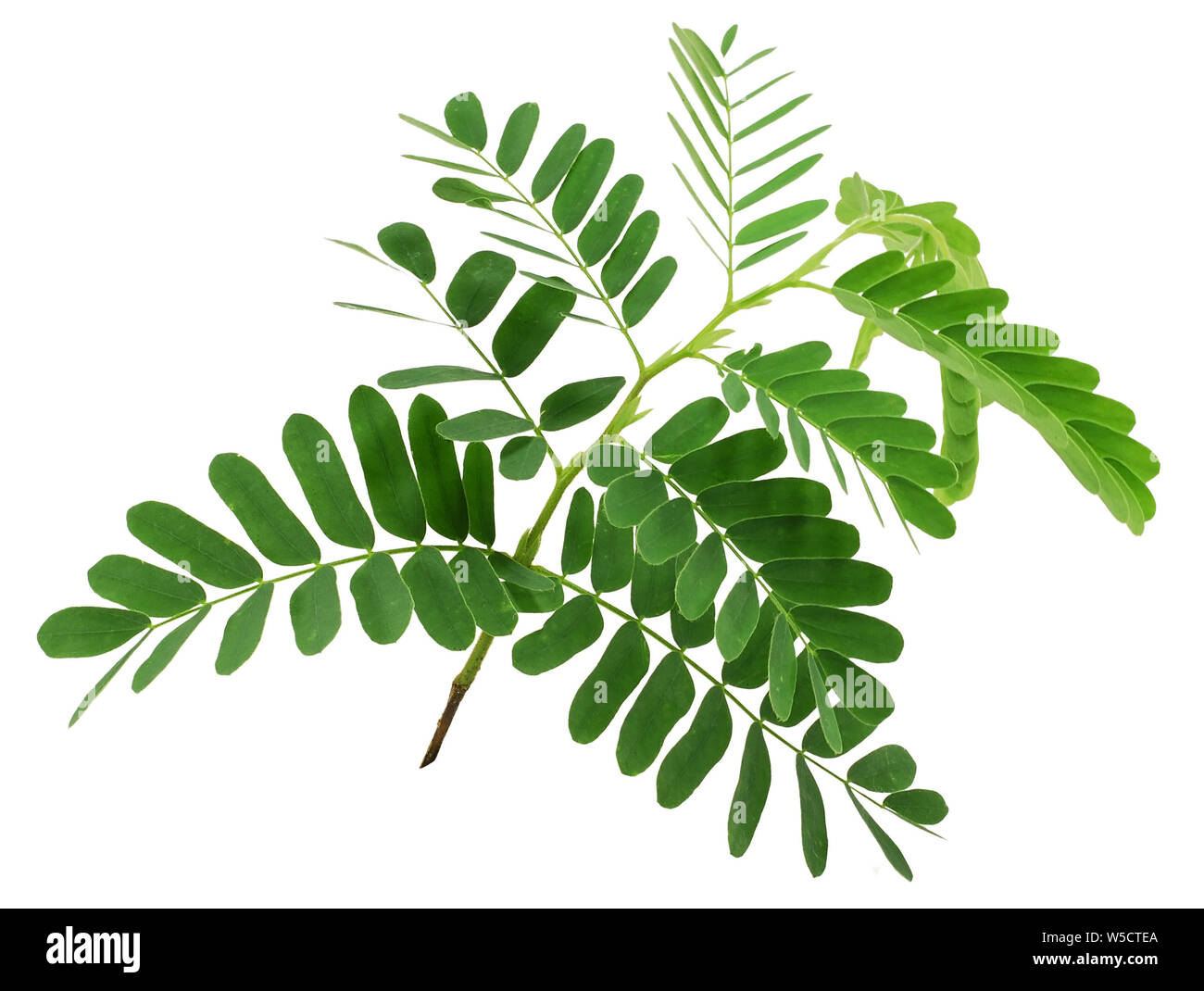 Tamarind tree Cut Out Stock Images & Pictures - Alamy