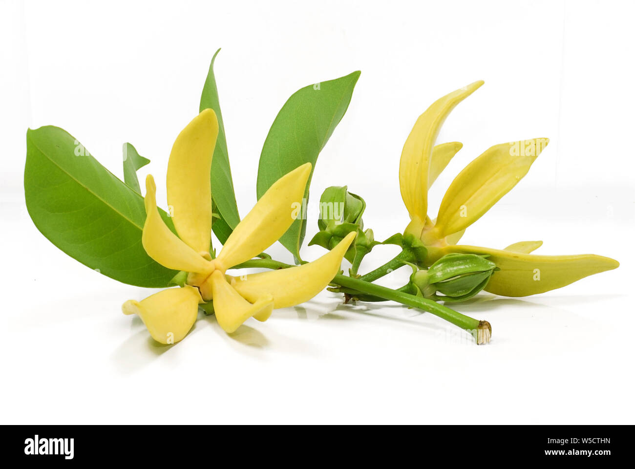 Yellow flower, Magnolia champaca flower isolated on white background ...
