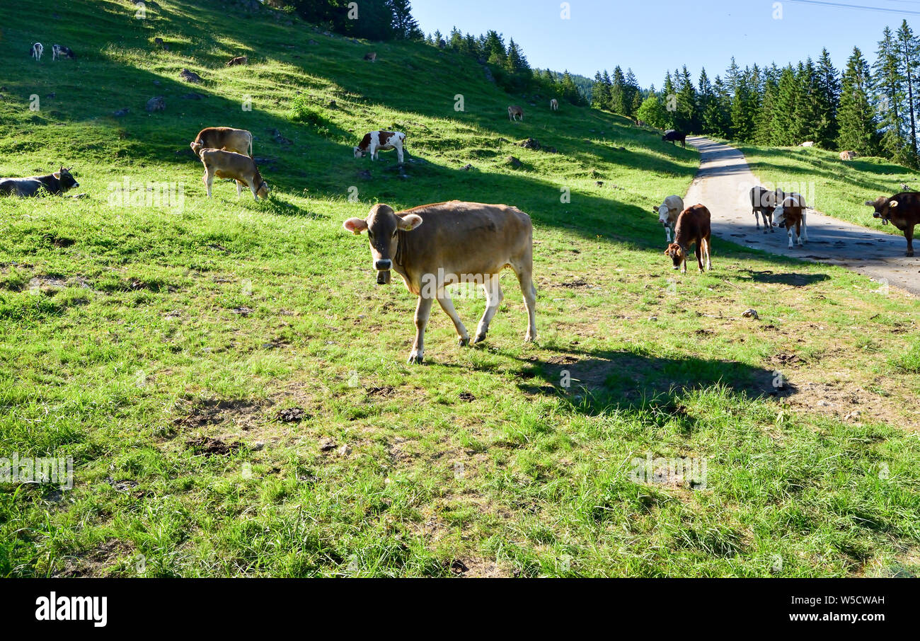 Cows in the bavarian alps hi-res stock photography and images - Alamy