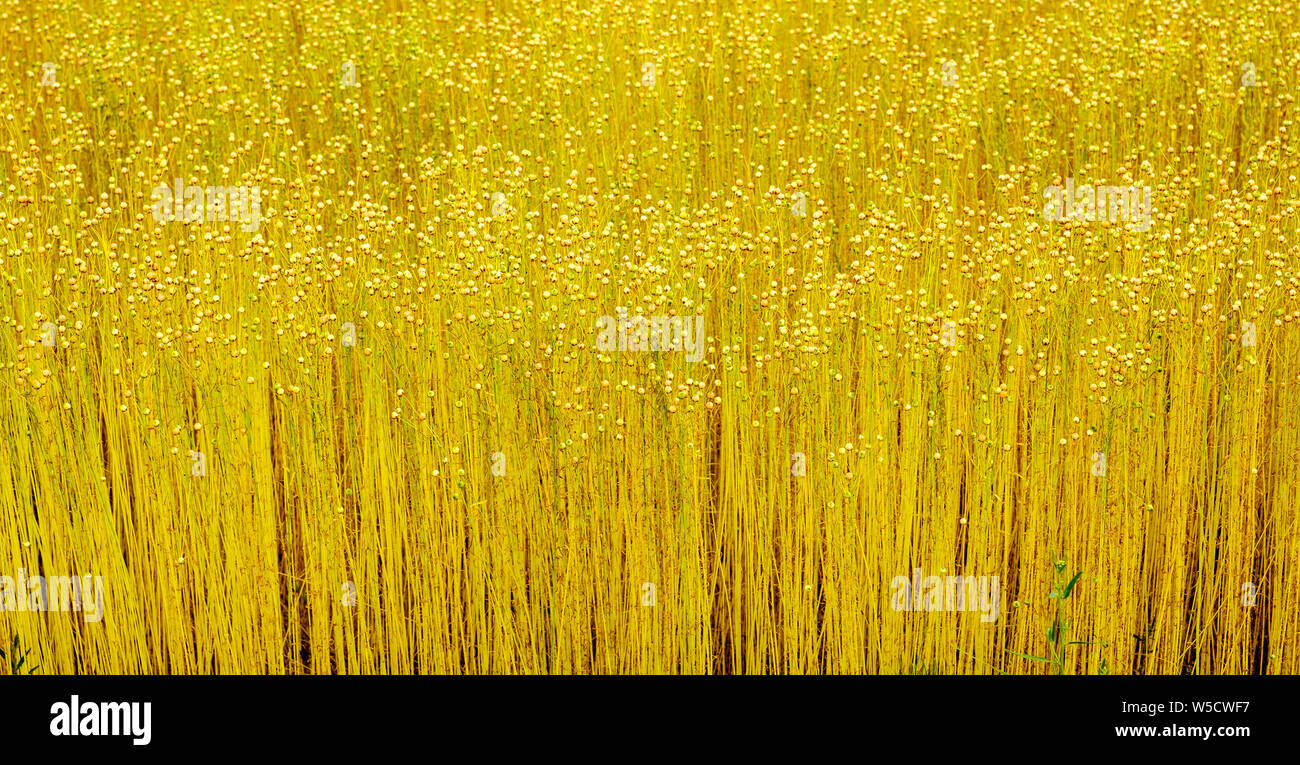 Flax fields hi-res stock photography and images - Alamy