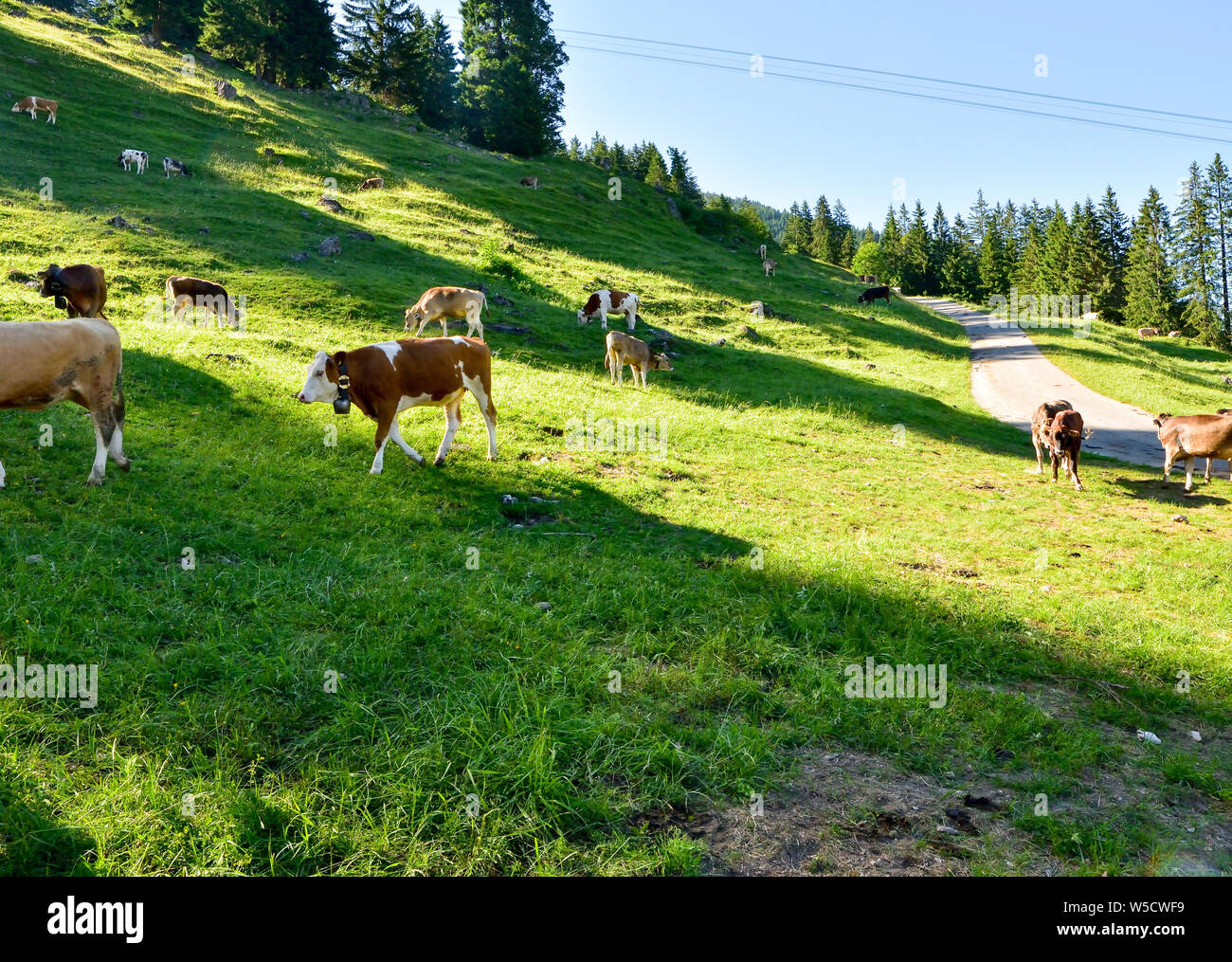Cows in the bavarian alps hi-res stock photography and images - Alamy
