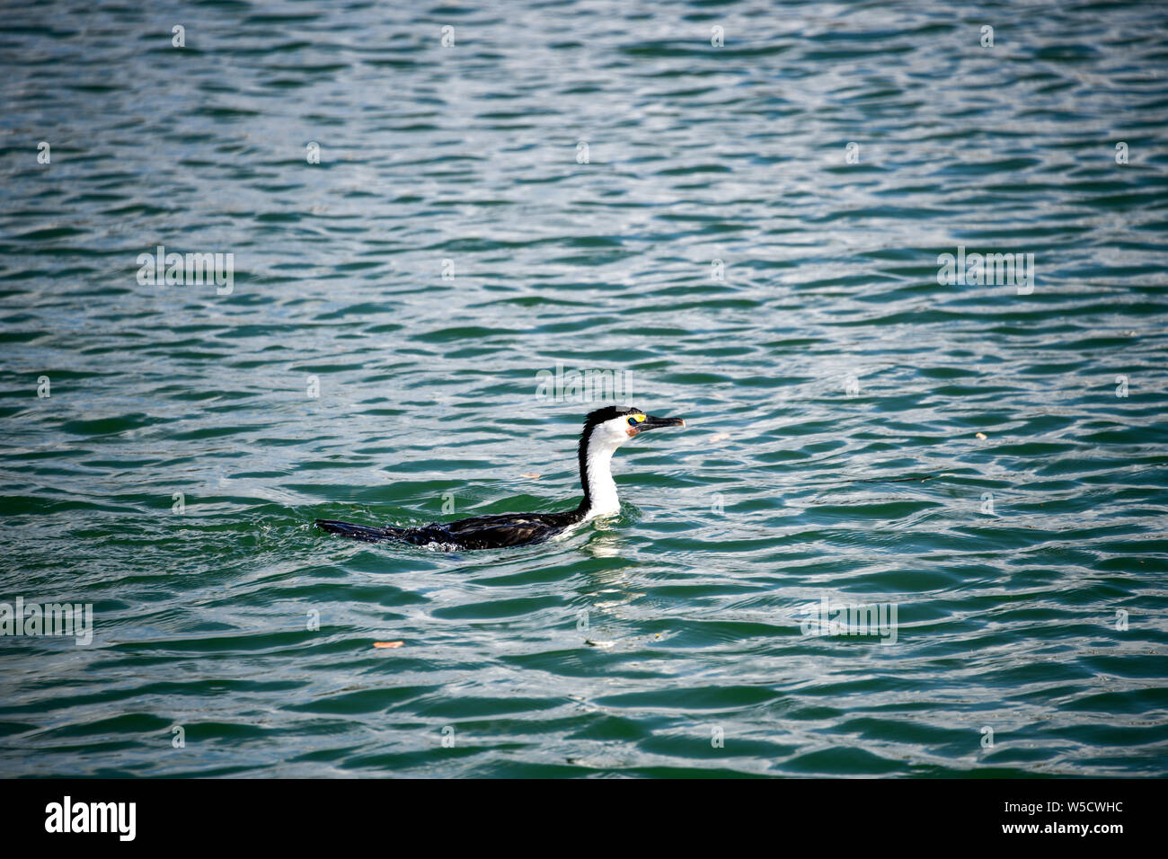 Water birds in western australia hi-res stock photography and images ...