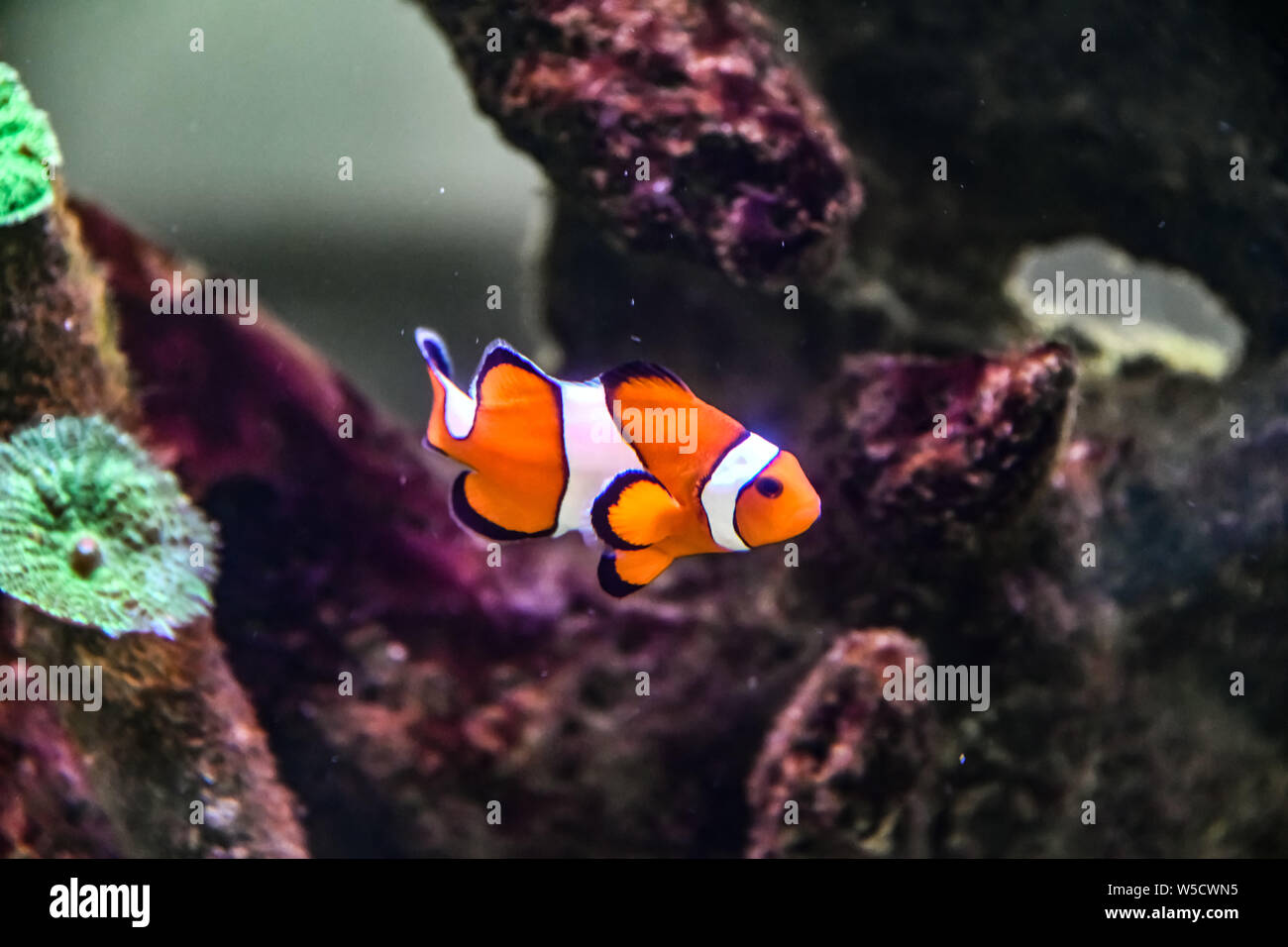 Ocellaris Clownfish Nemo in Aquarium Stock Photo - Alamy