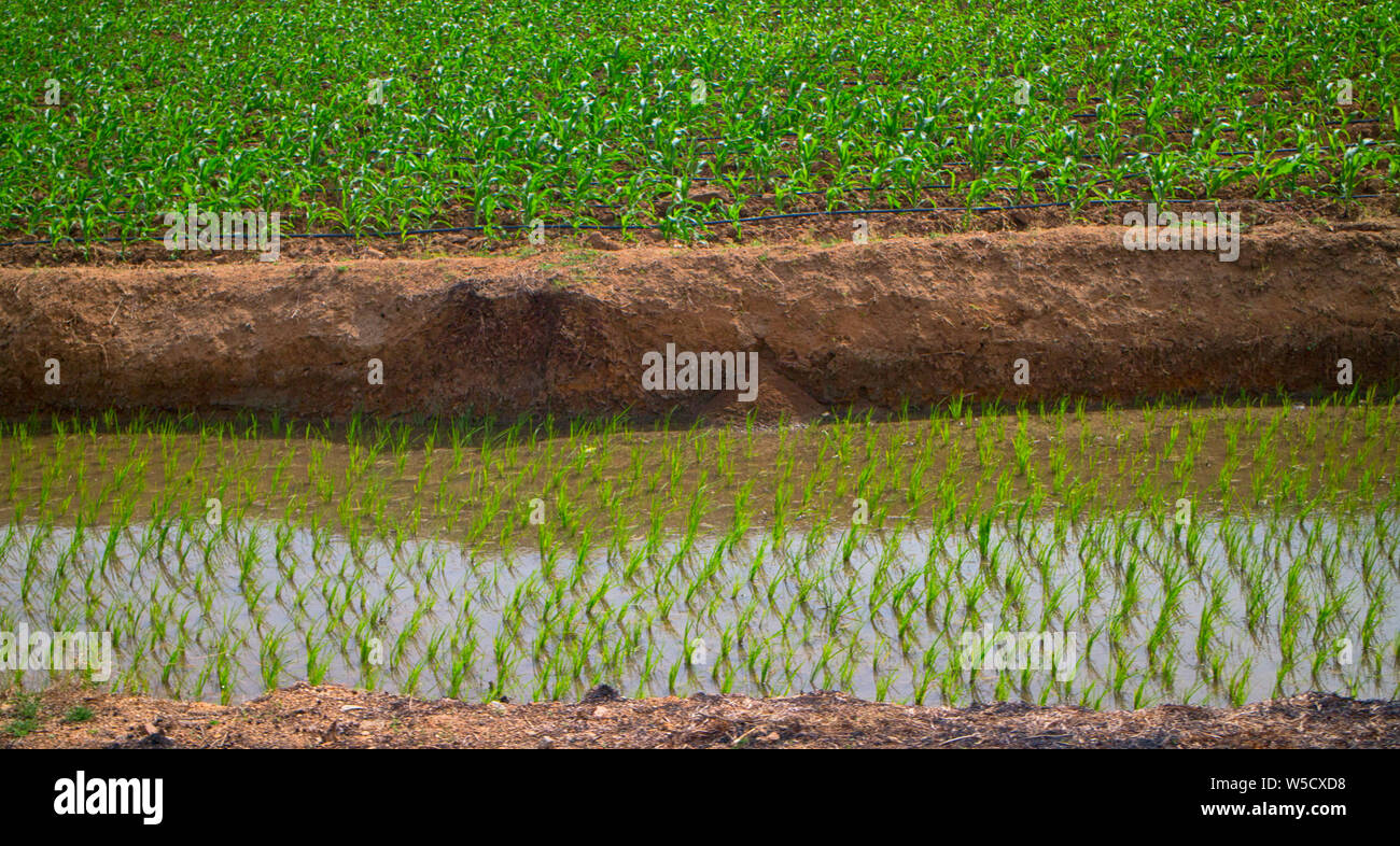 Rice and corn field. Grain sprouts Stock Photo - Alamy