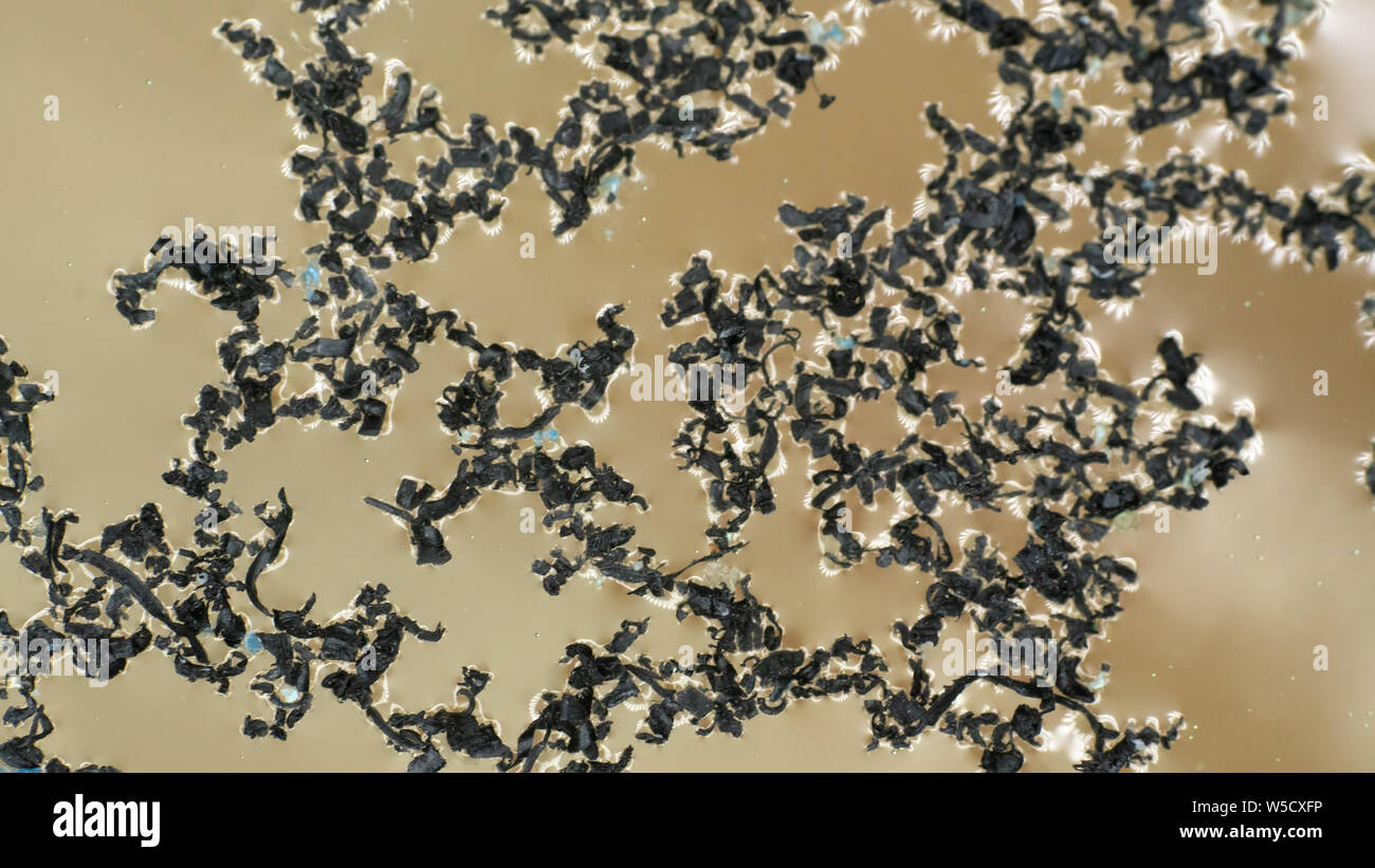 Microparticles of plastic in aquatic environment. Macro shooting of ...