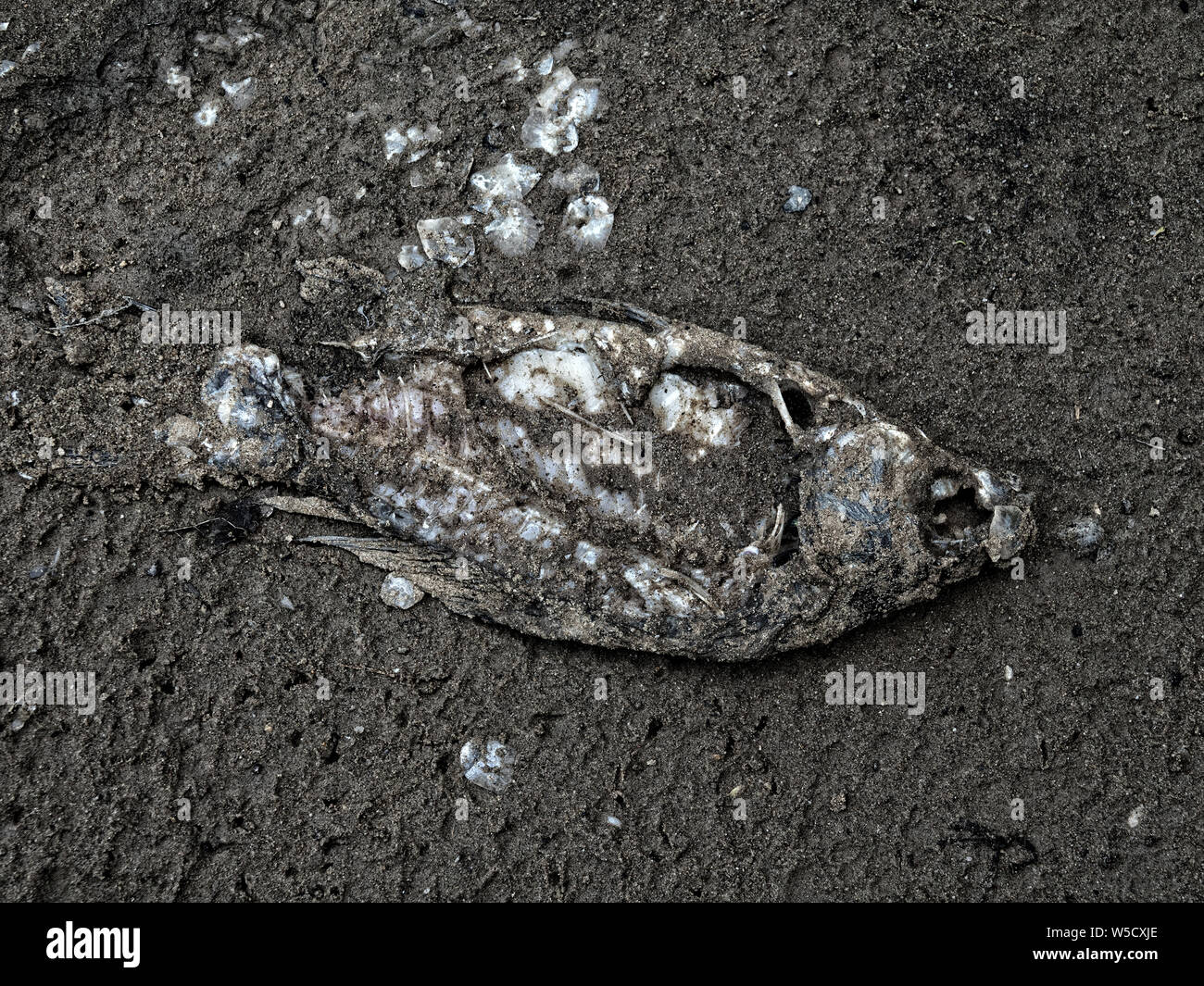 Dead freshwater fish on river bank. Man-killed fish on beach Stock ...