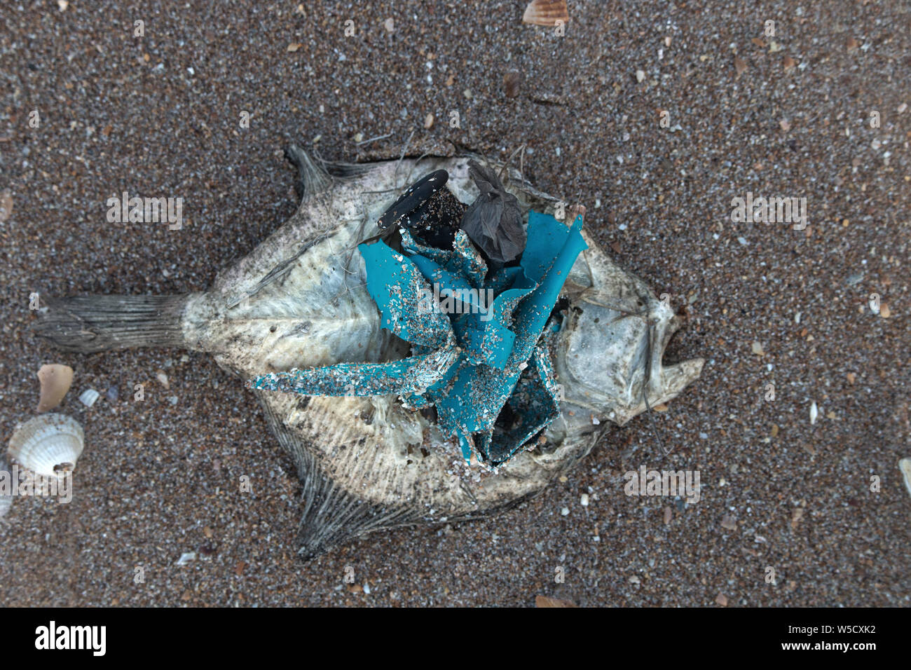 Dead dry fish on a seashell beach in Black sea. Sea pollution toxic ...