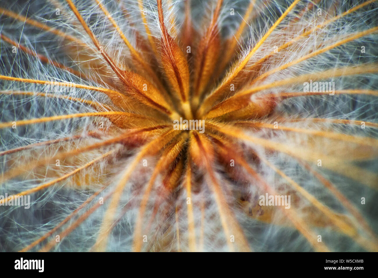 Vegetable feathers as bird fluff. Fluff of plants carry seeds in the ...