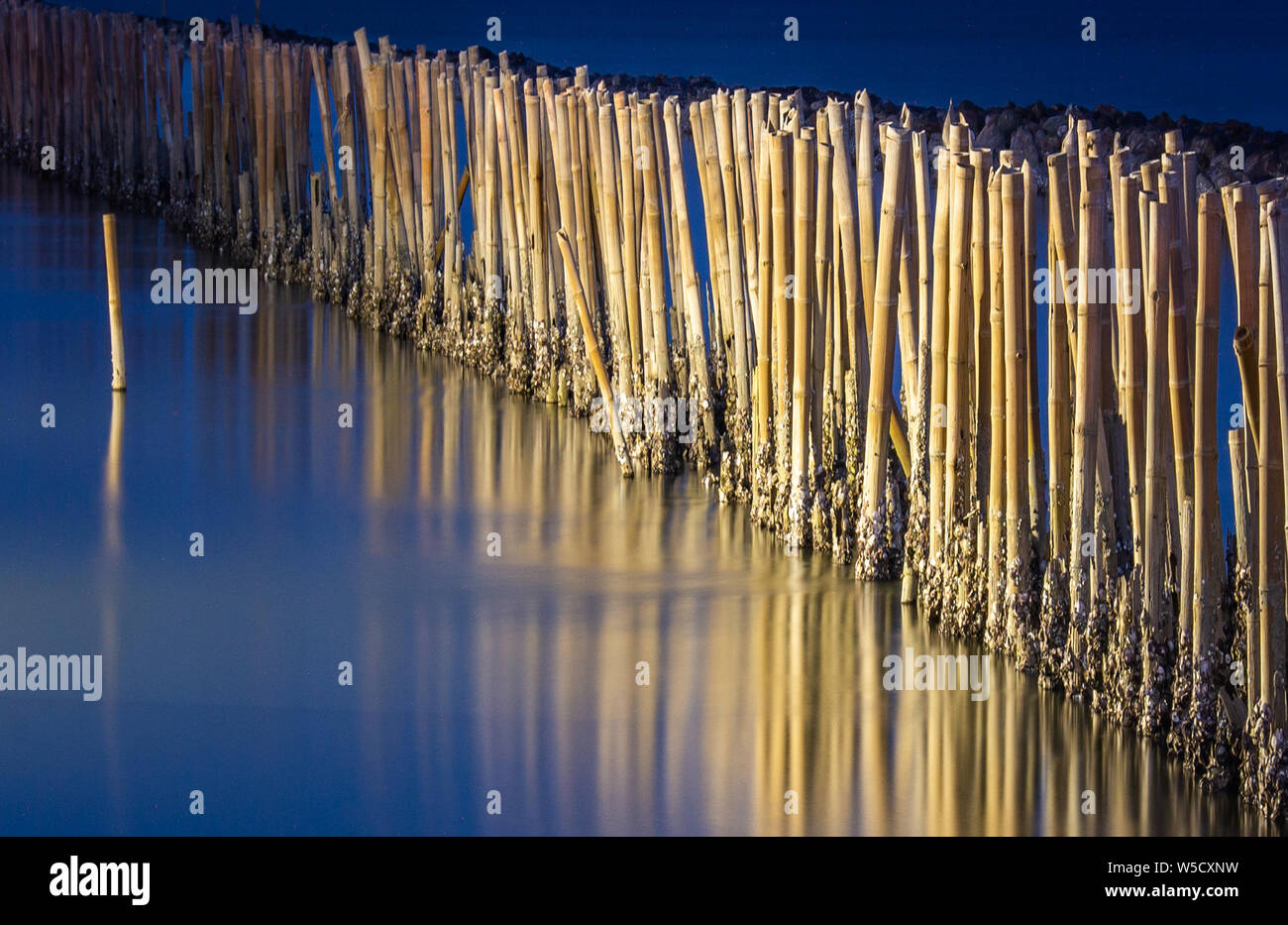 Mangrove forest wave protection line in twilight time at Bang Khun ...