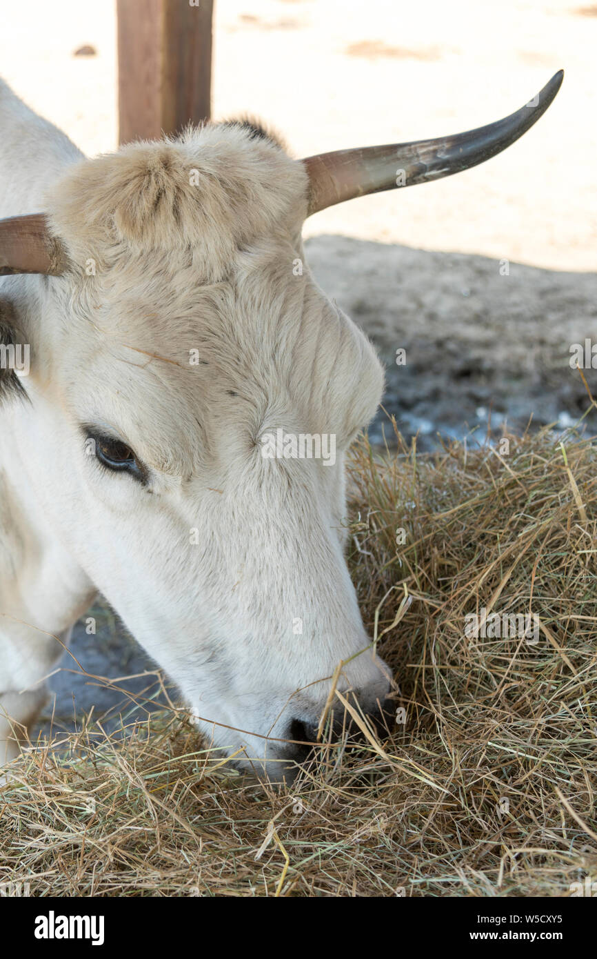 A black and white cow chewing hay behind the corral fence. Cows eat hay ...