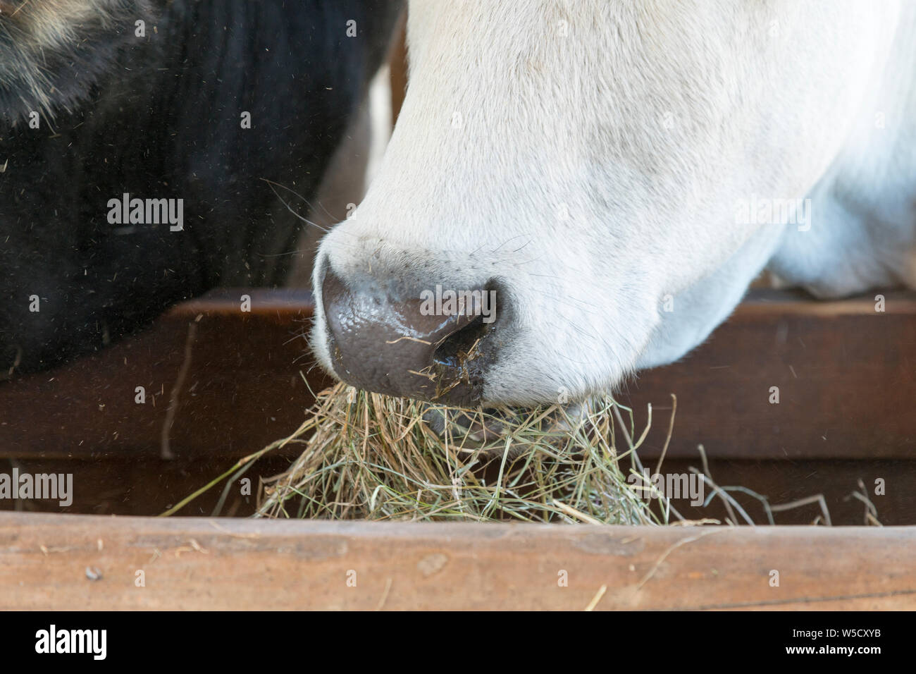 A black and white cow chewing hay behind the corral fence. Cows eat hay ...