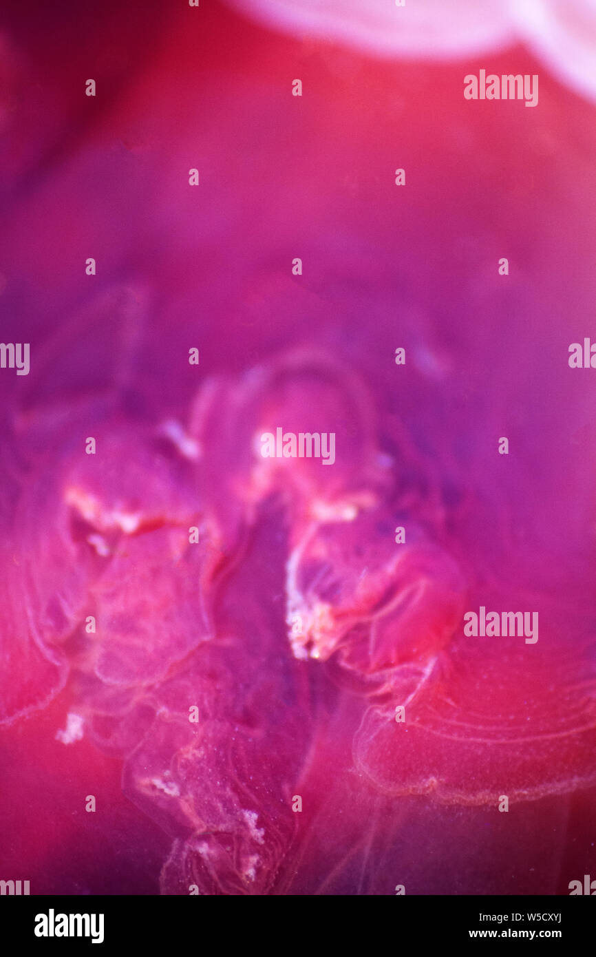 jellyfish macro structure of the outer epidermis, middle mesoglea, and ...