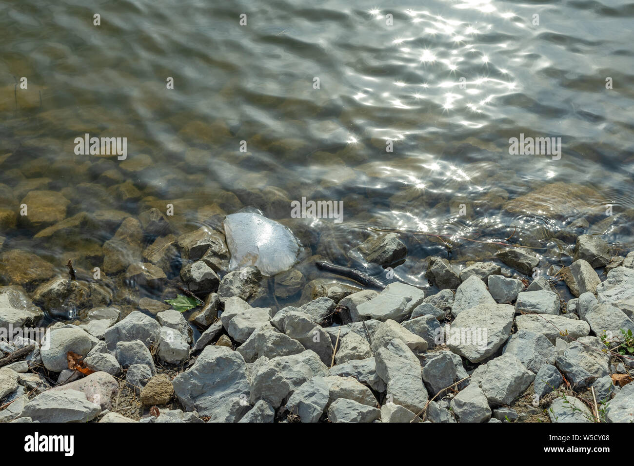 Plastic packaging in the natural environment. Empty used dirty plastic ...