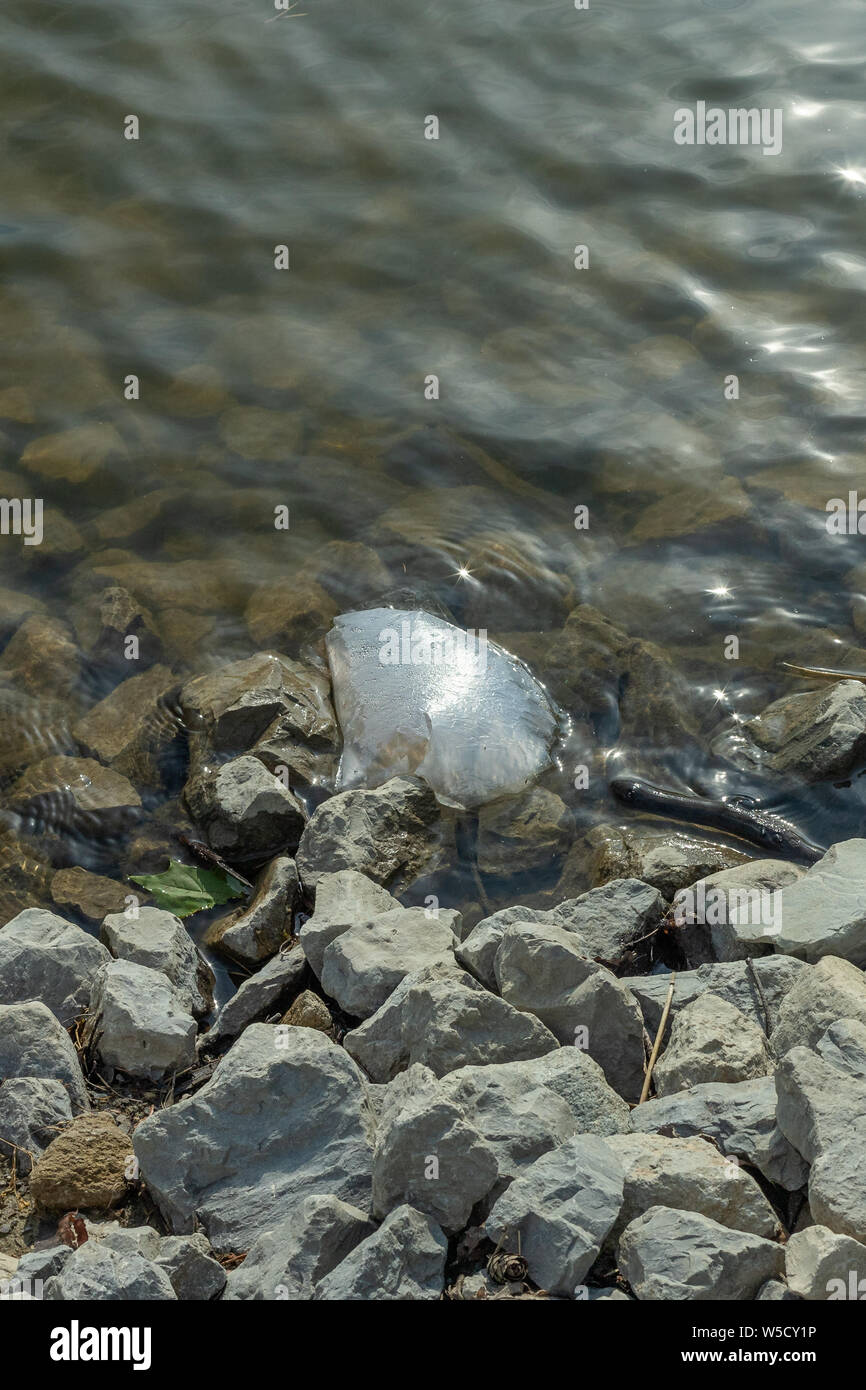 Plastic packaging in the natural environment. Empty used dirty plastic ...