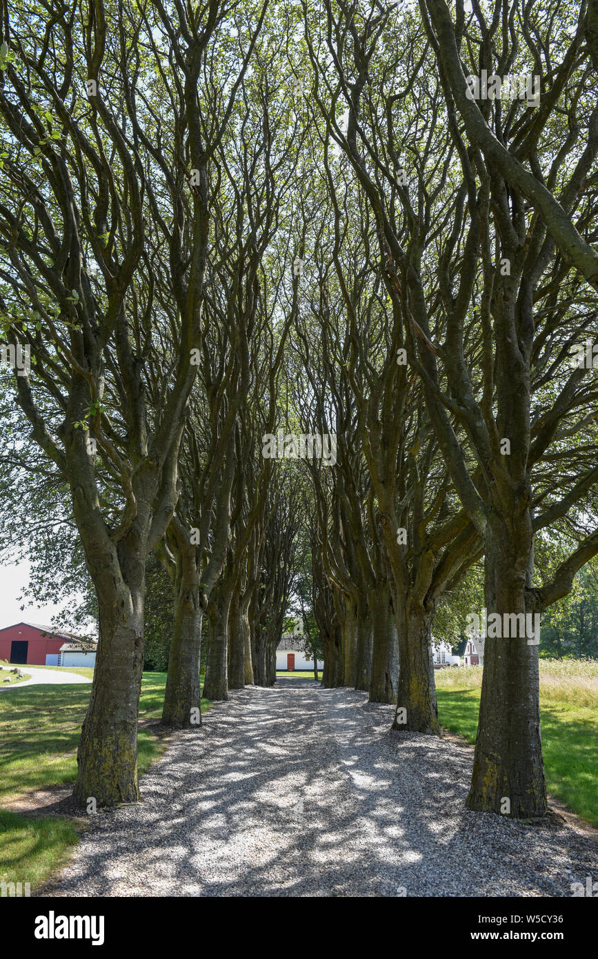 Rural path denmark hi-res stock photography and images - Alamy