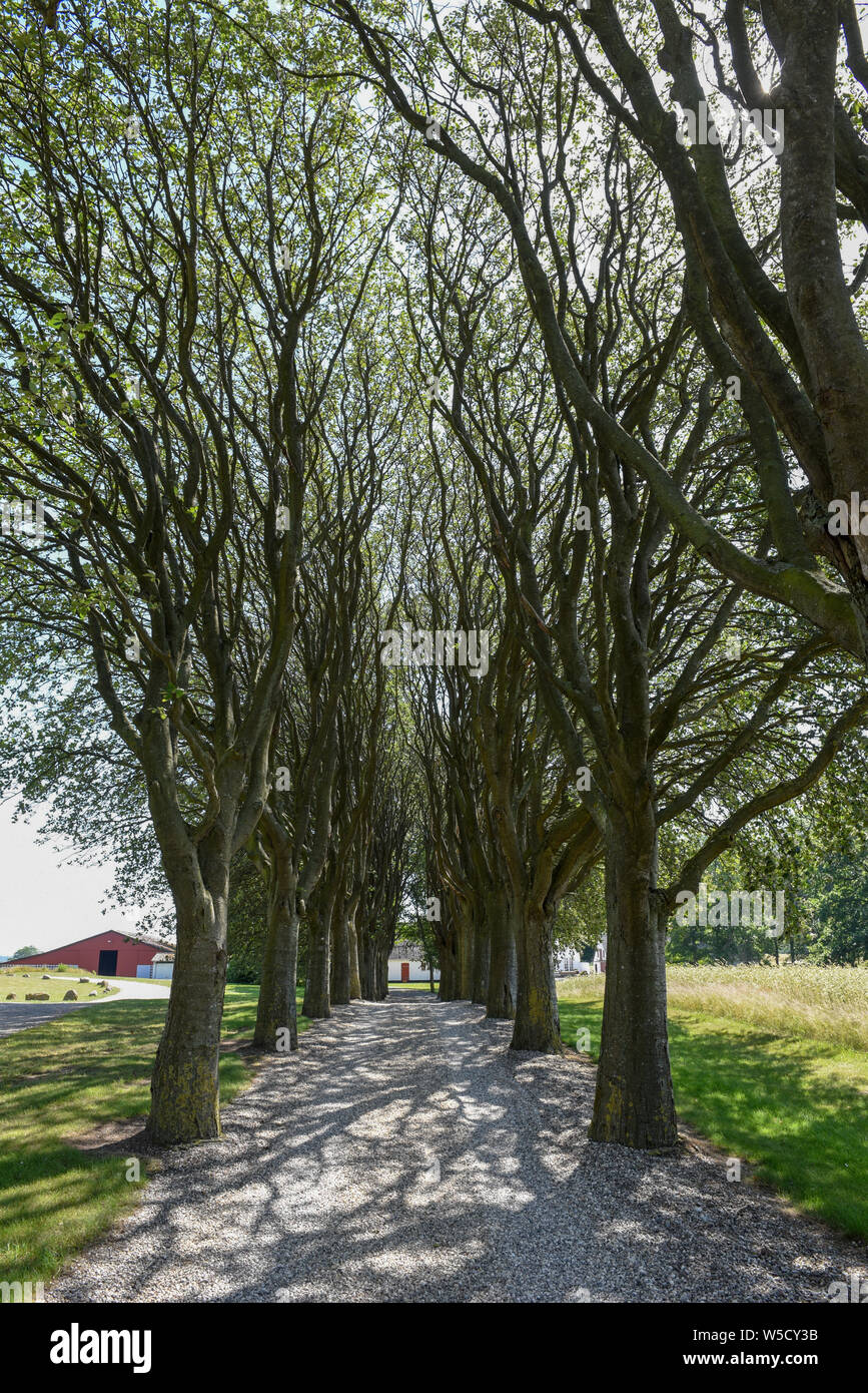 Tree-lined avenue at Udshold on Denmark Stock Photo - Alamy