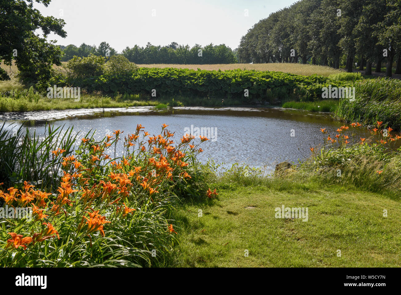 Lake on the countryside in Denmark Stock Photo - Alamy