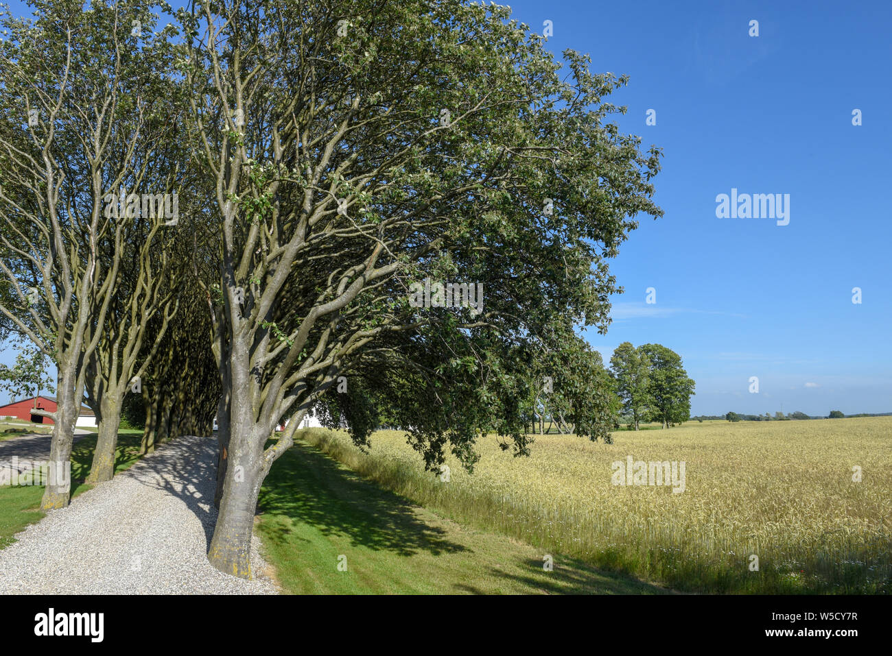 Wheat field and trees on Denmark Stock Photo - Alamy