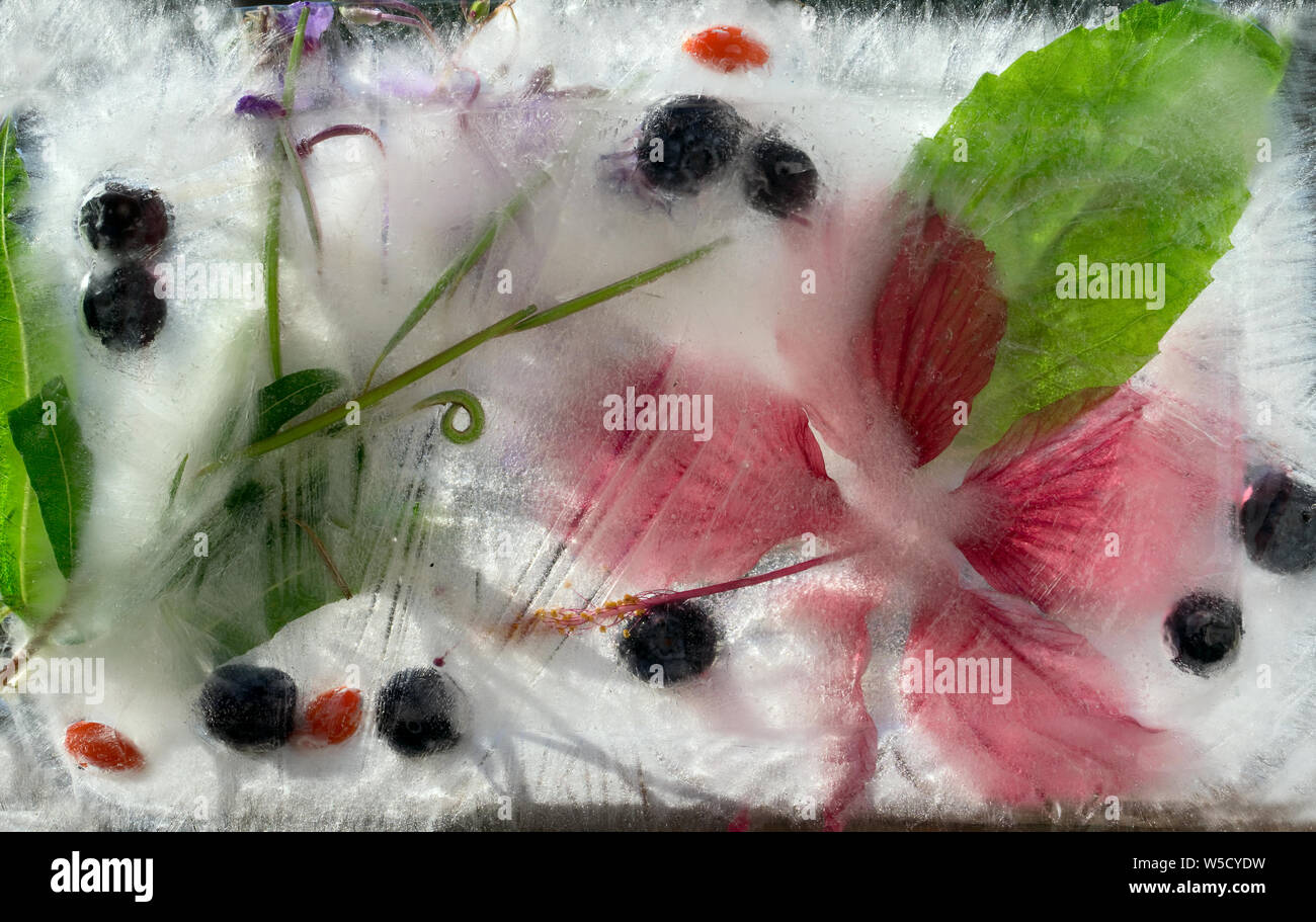 Background green leaves of mint, berry of blueberry Wolfberry, Goji ...