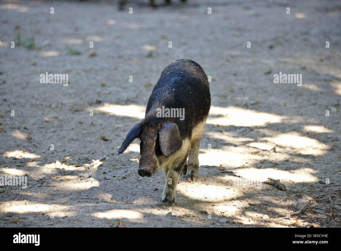 Piglet hungarian breed of pig hi-res stock photography and images - Alamy