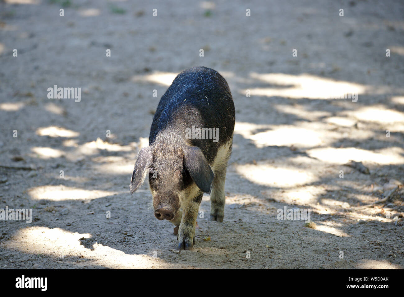 Hungarian pigs hi-res stock photography and images - Alamy