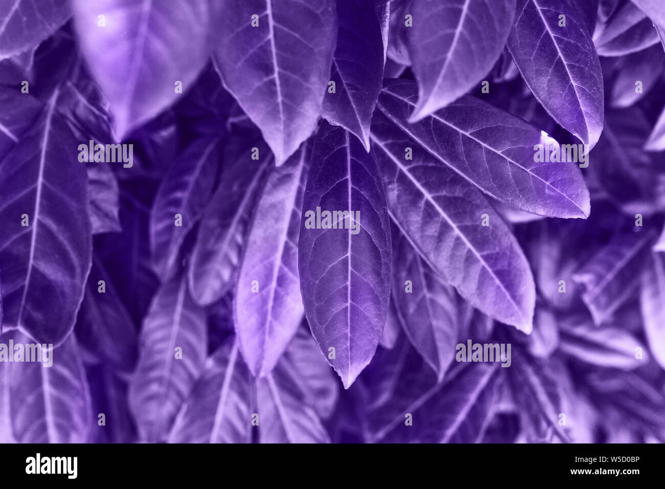 Closeup leaves in ultraviolet color. The leaves of the plant in a trend ...