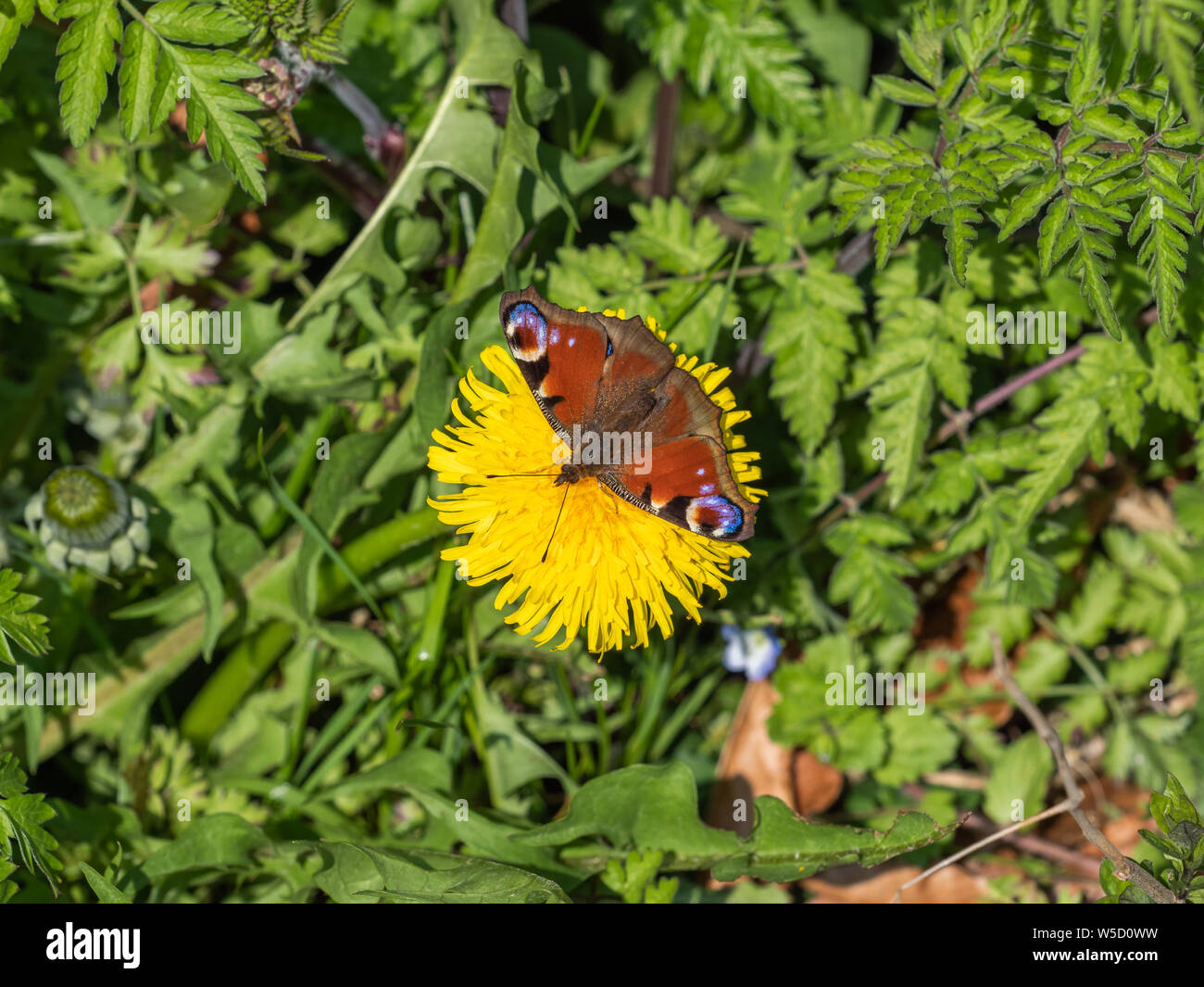 European peacock butterfly ( Aglais io ) on a dandelion Stock Photo - Alamy
