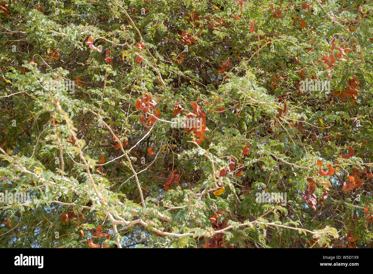 Close up of the fruit of an Acacia tree. Photographed at the Kunene ...